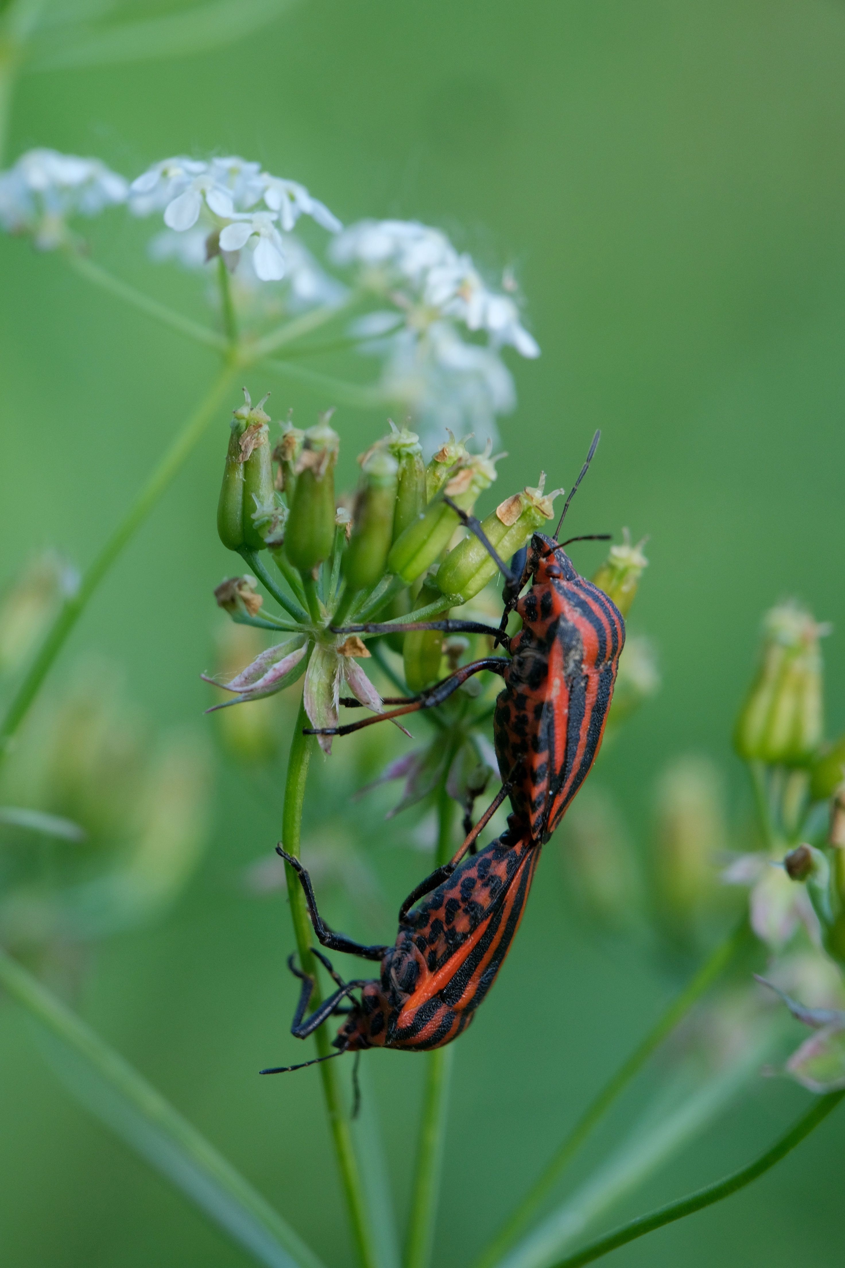 Close-up of Two Striped Bugs on Flower Stems · Free Stock Photo