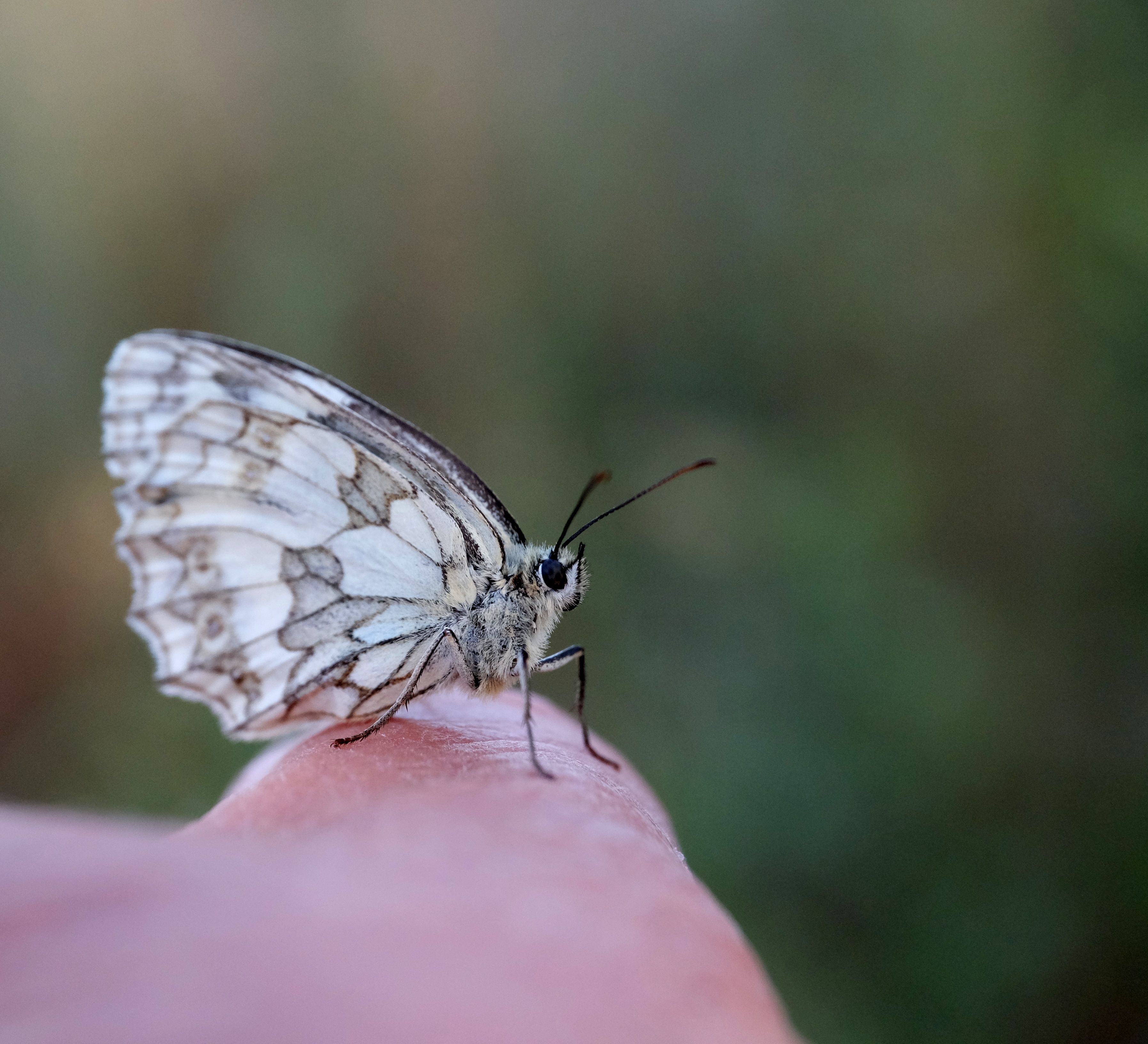 Papillon Pain Photos, Download The BEST Free Papillon Pain Stock Photos ...