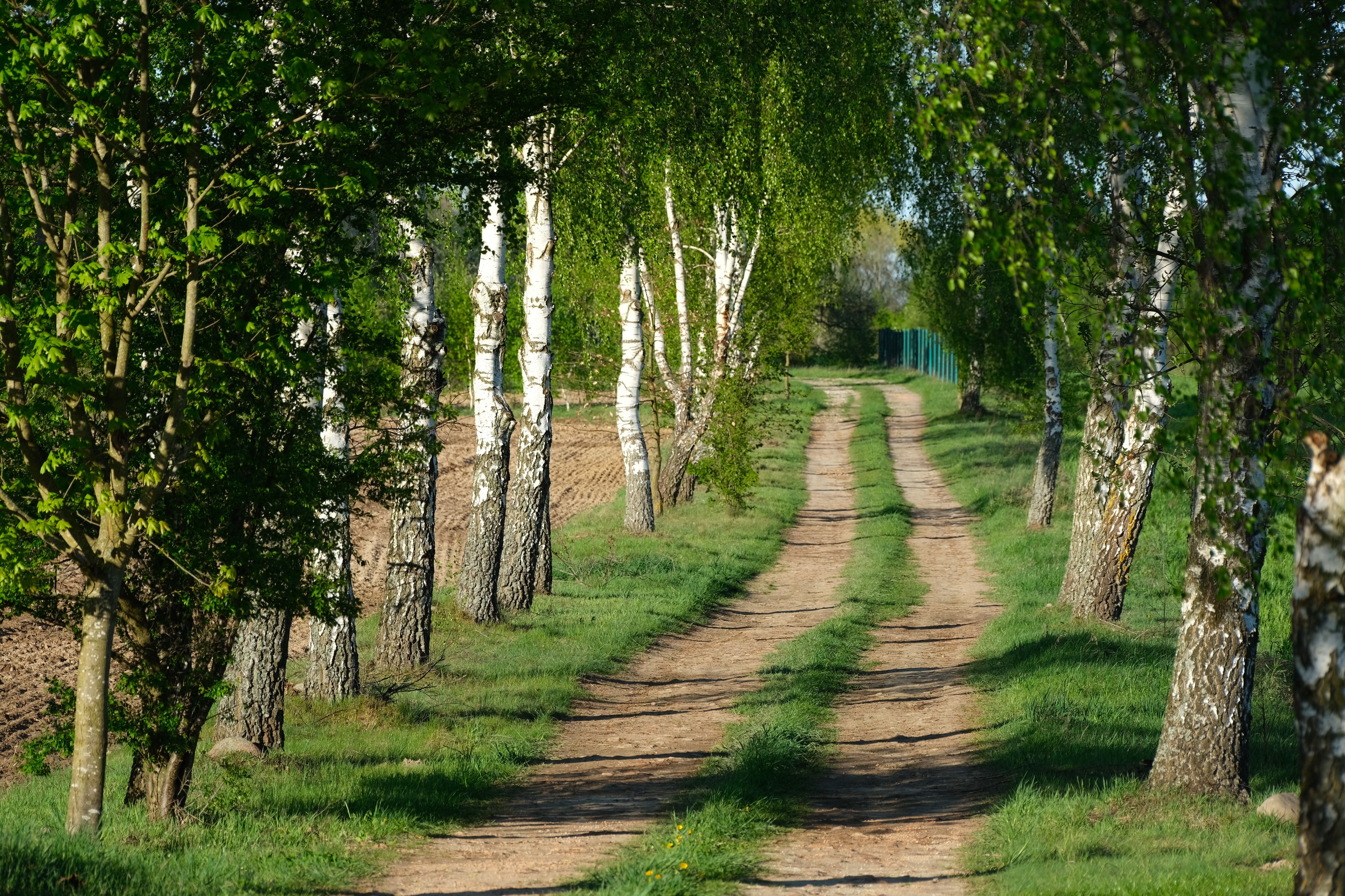 Serene Birch Tree Pathway in Springtime · Free Stock Photo