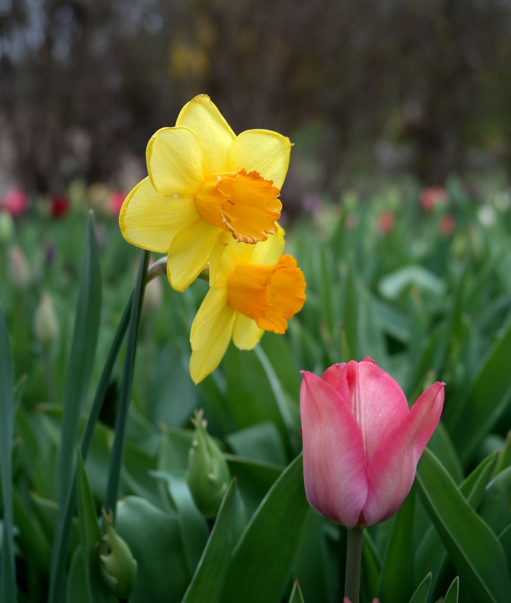 Flowers Of Color Photos, Download The BEST Free Flowers Of Color Stock ...