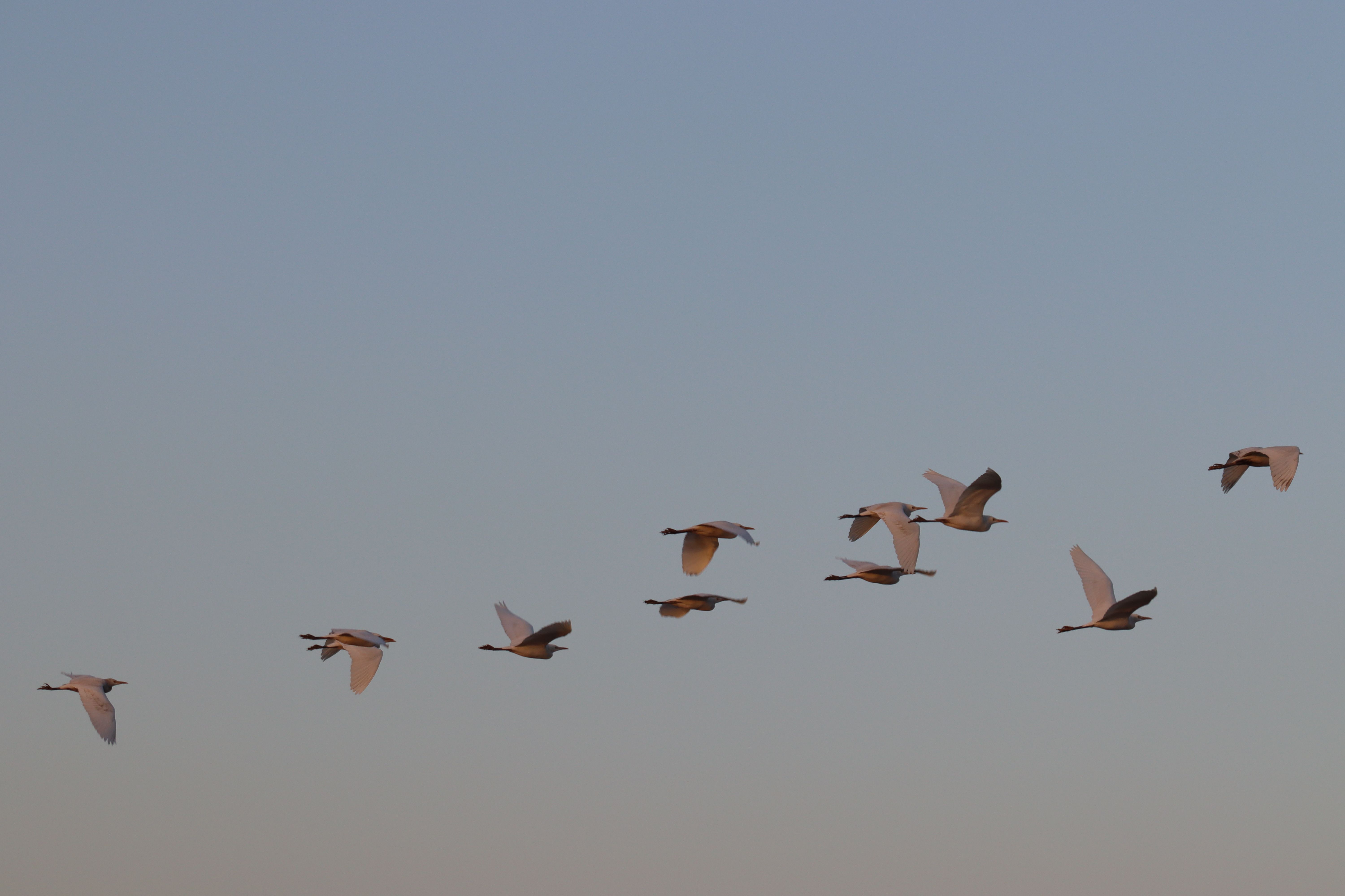 Flock of Birds Flying Across Clear Evening Sky · Free Stock Photo
