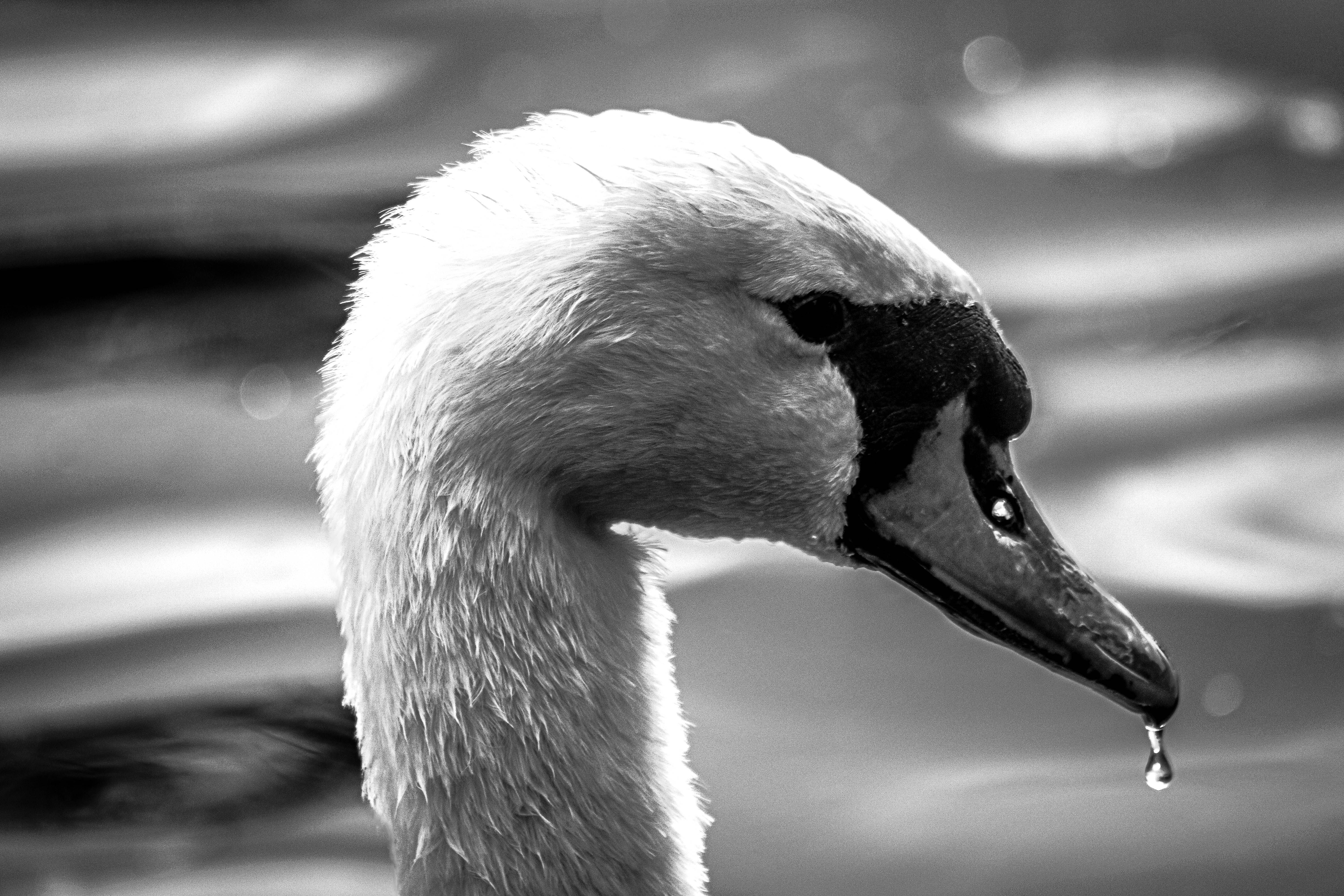Cisne Majestuoso En Un Elegante Retrato En Blanco Y Negro · Foto de ...