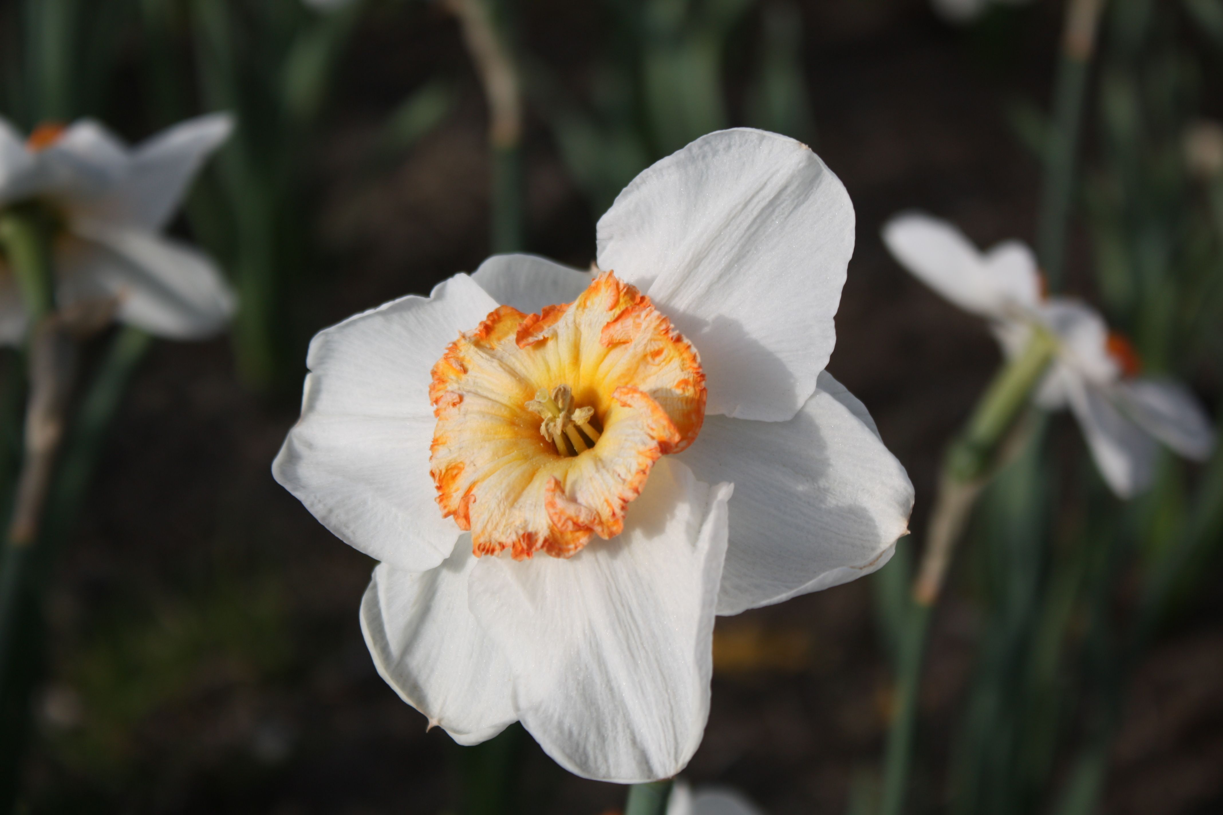 Close-up of a White Daffodil with Orange Center · Free Stock Photo