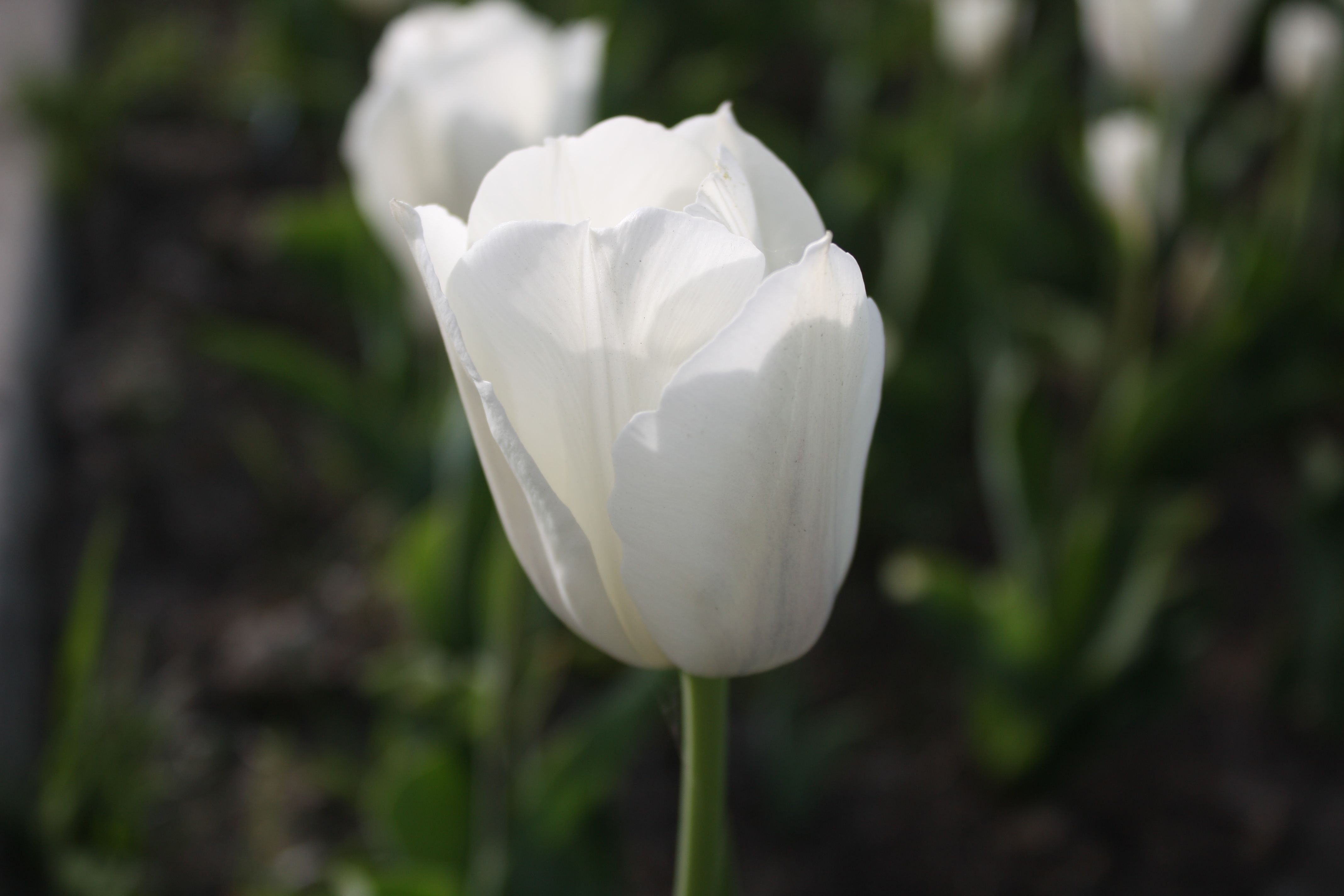 Elegant White Tulip Close-up in Bloom · Free Stock Photo
