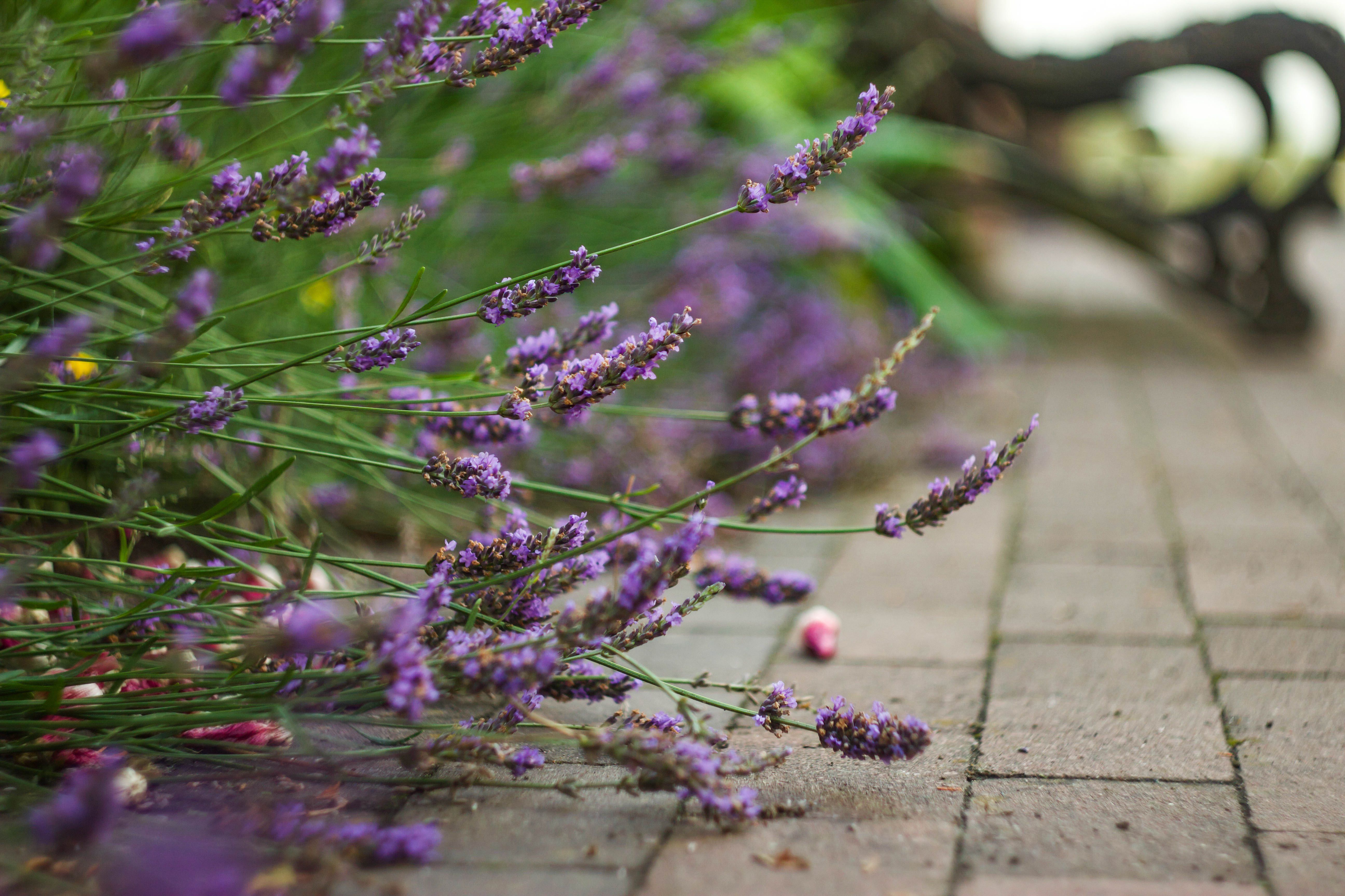 Close-up of Lavender Flowers Along a Cobblestone Path · Free Stock Photo