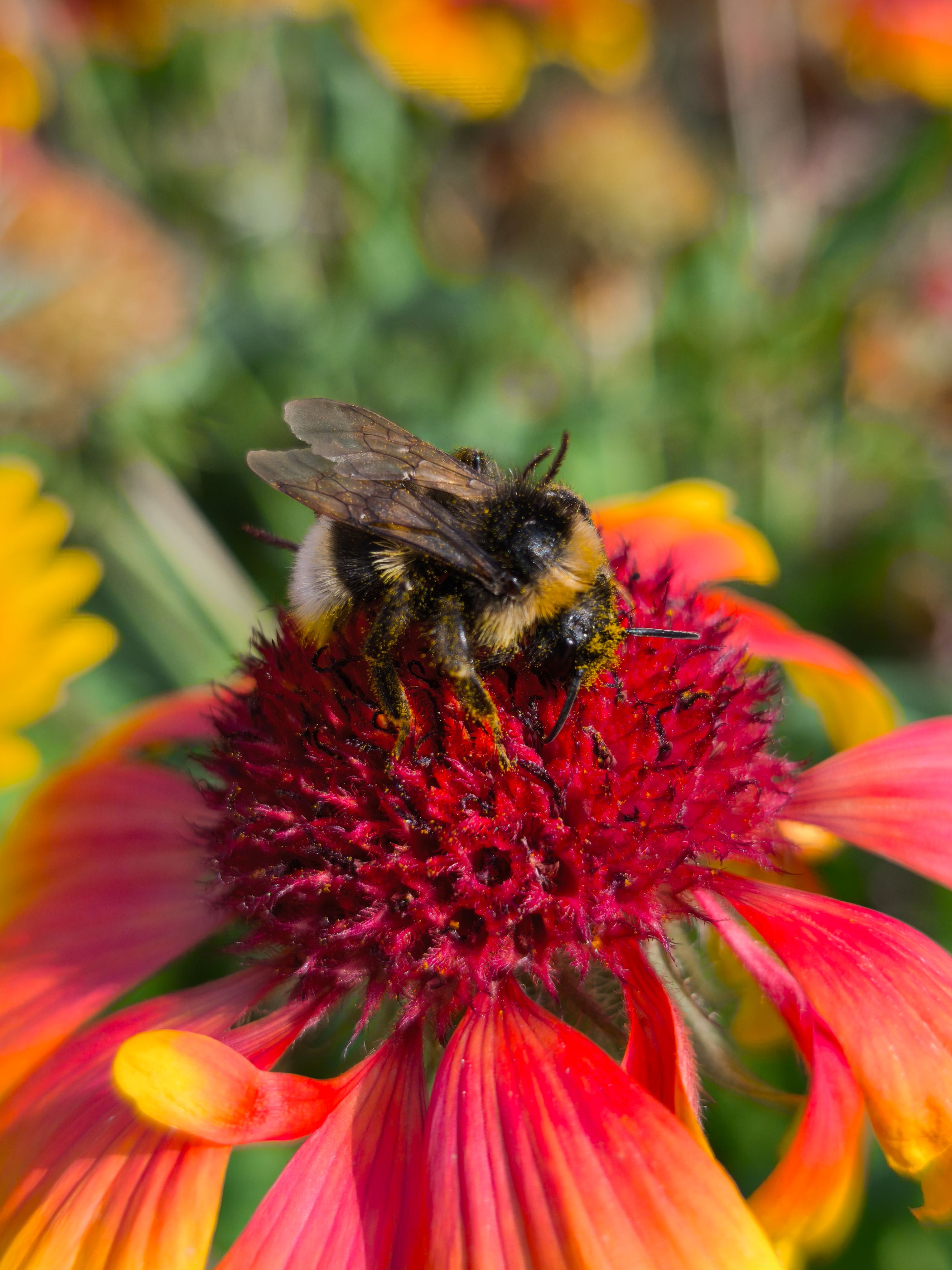 Bee On Flower · Free Stock Photo