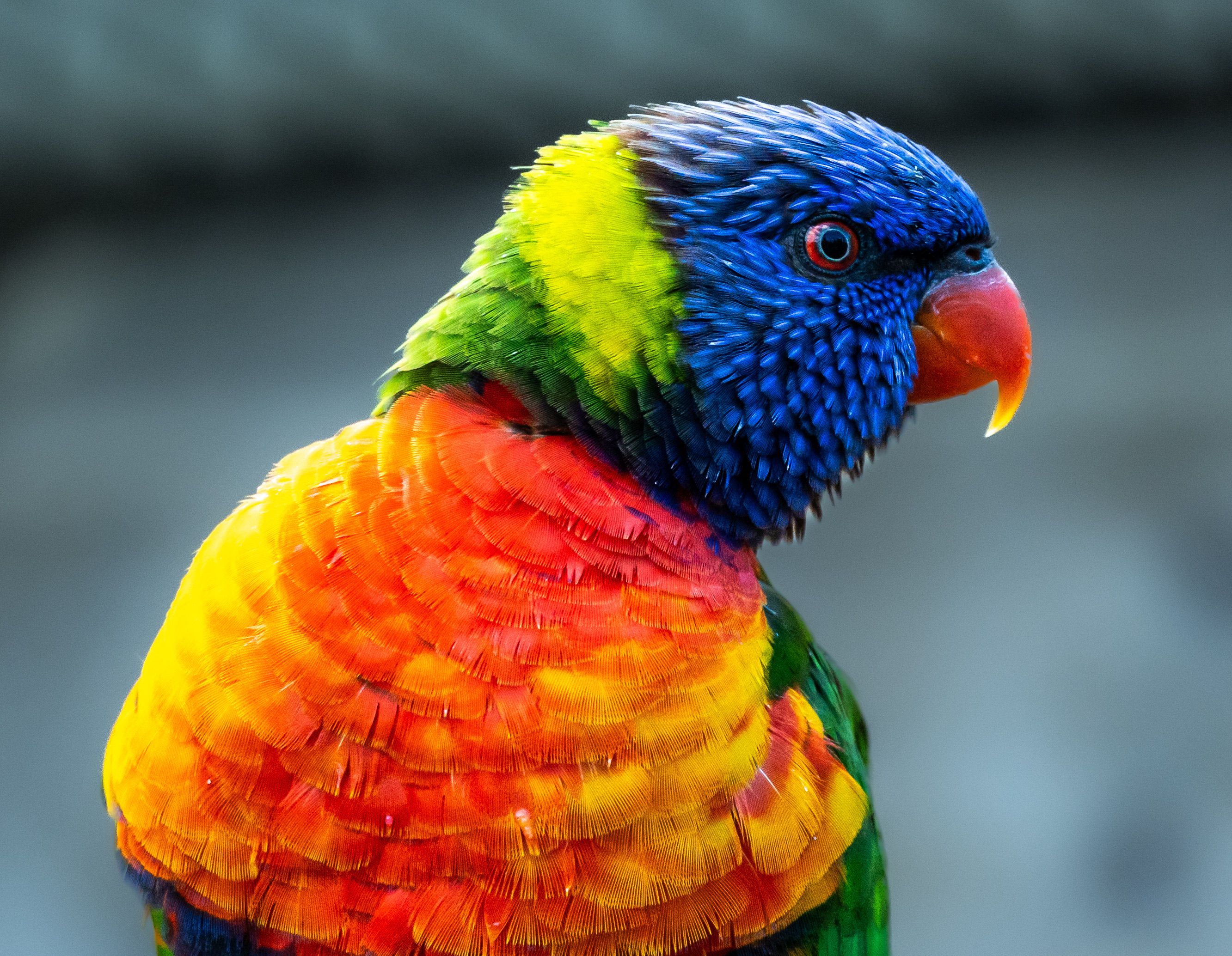 Vibrant Rainbow Lorikeet Parrot Close-up Portrait · Free Stock Photo