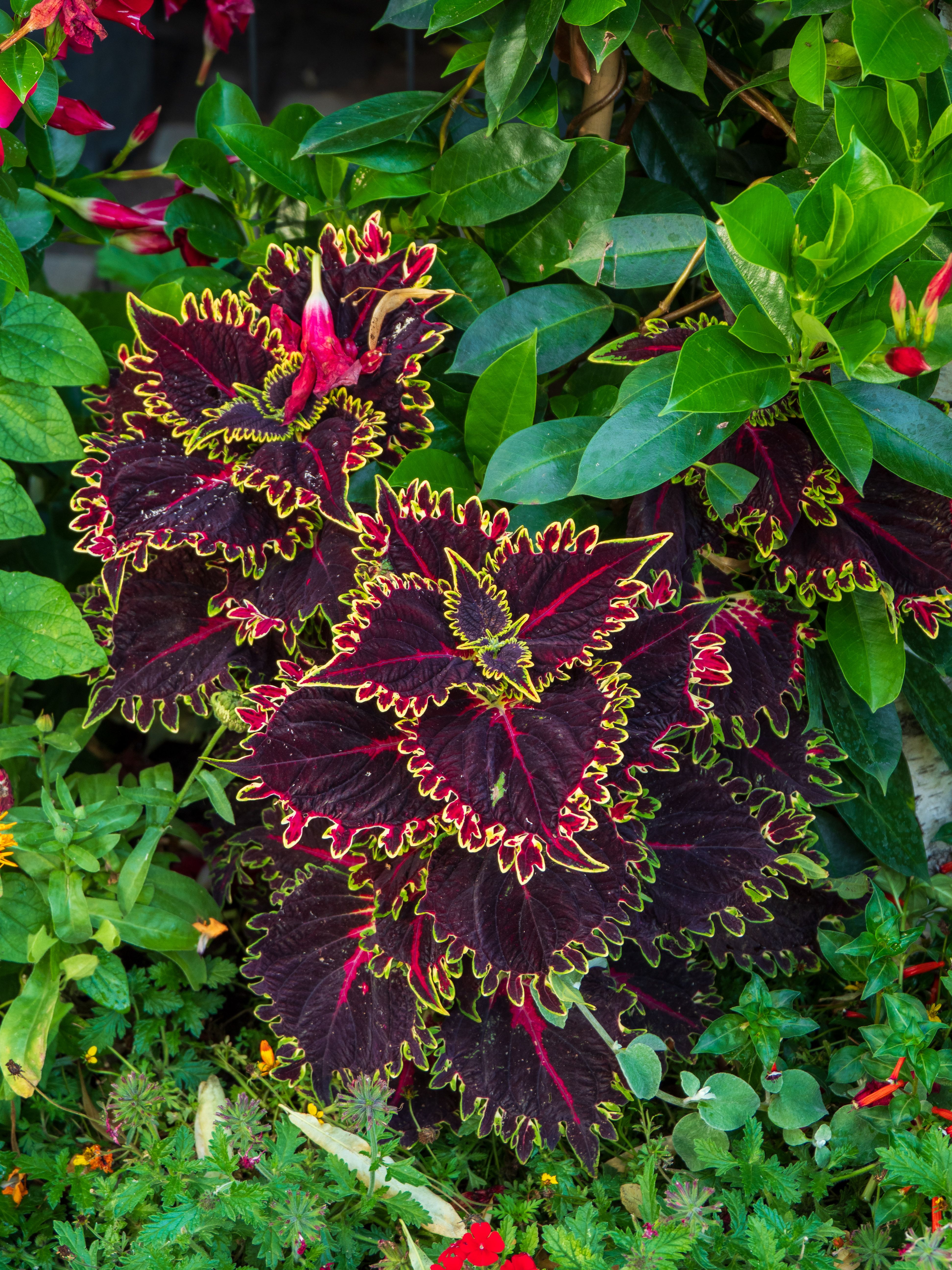 Vibrant Coleus Plant in Lush Garden · Free Stock Photo