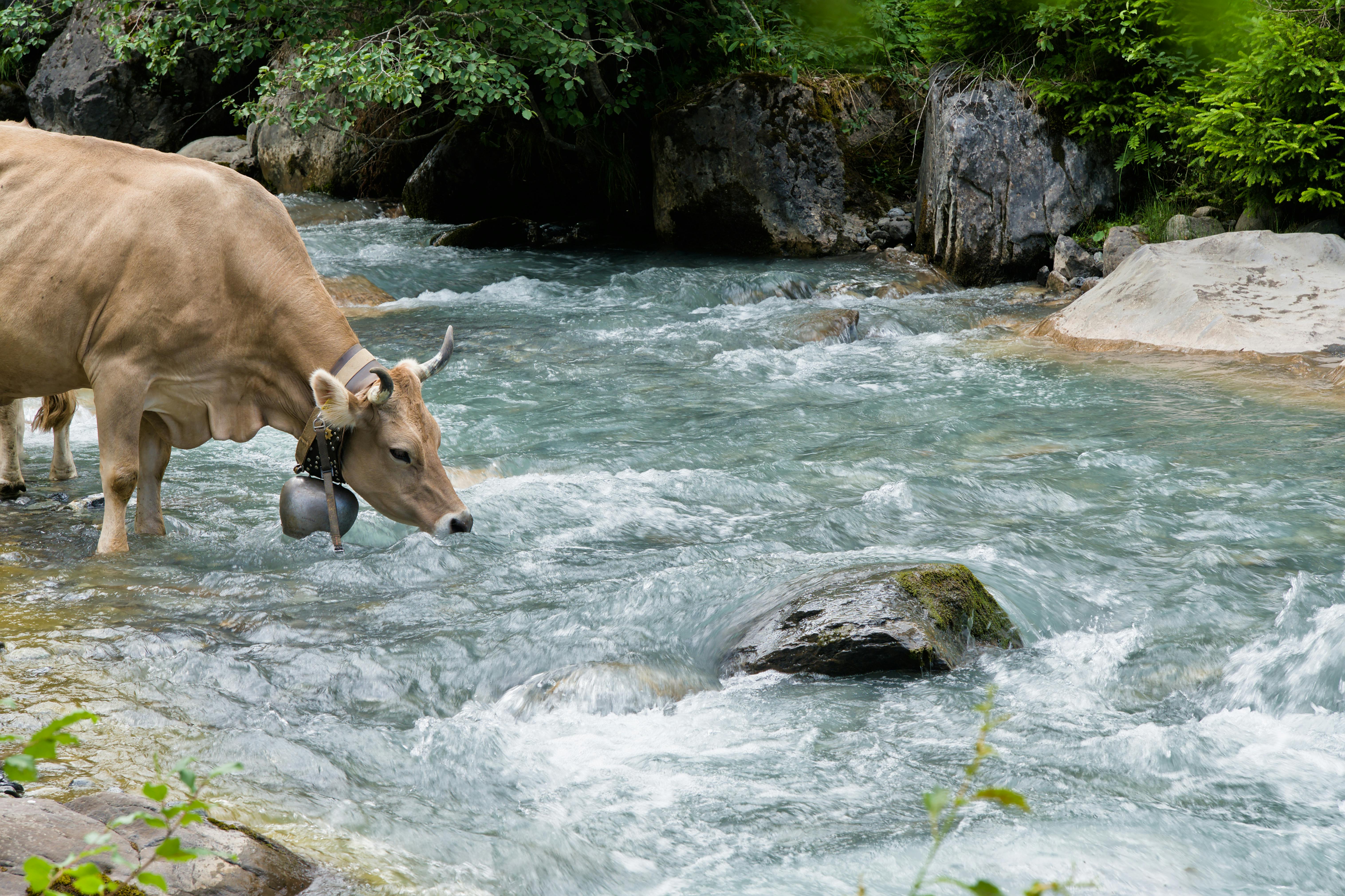 Cow Drinking from Crystal Clear Mountain Stream · Free Stock Photo