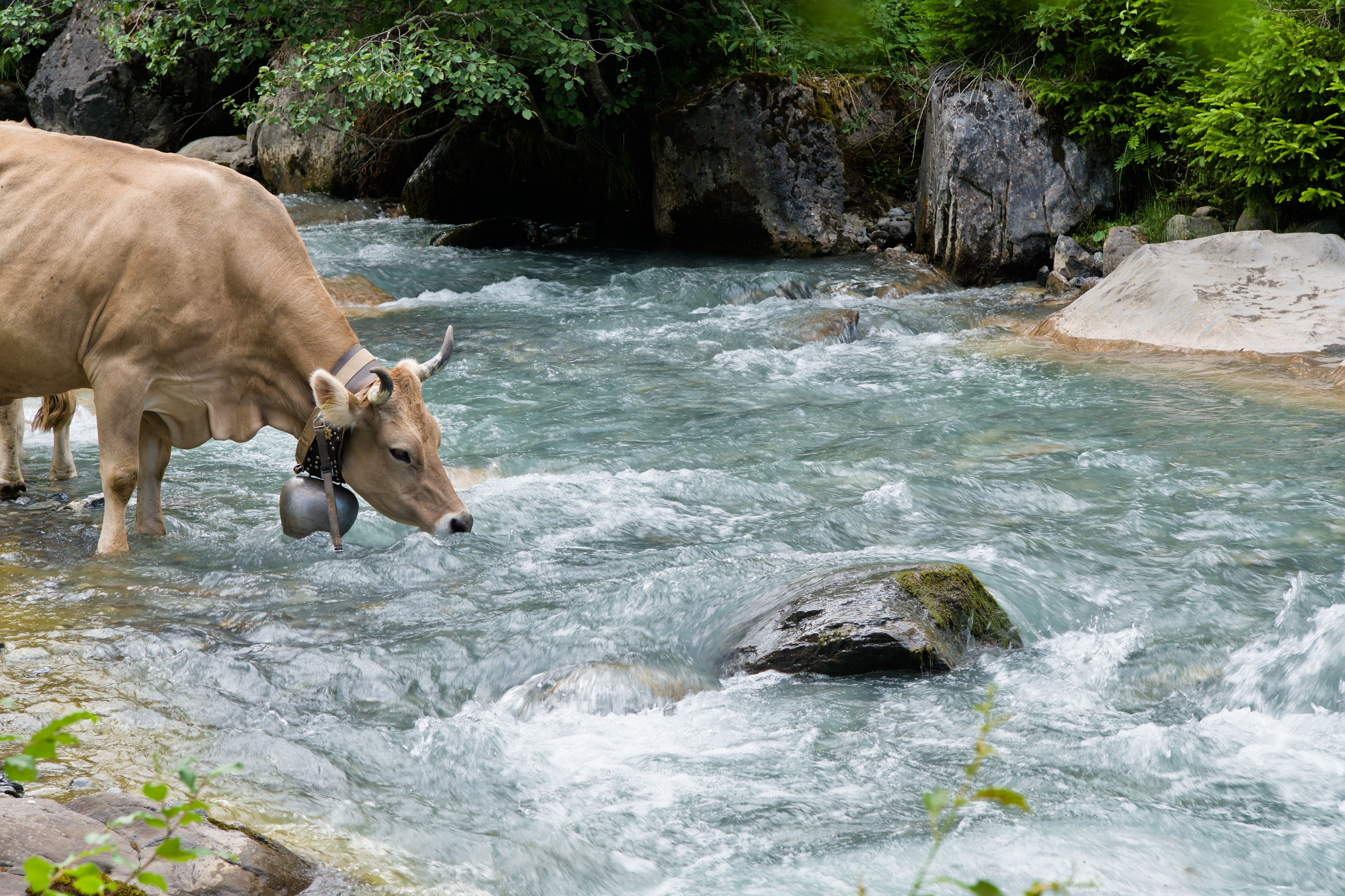 Ox Den Photos, Download The BEST Free Ox Den Stock Photos & HD Images