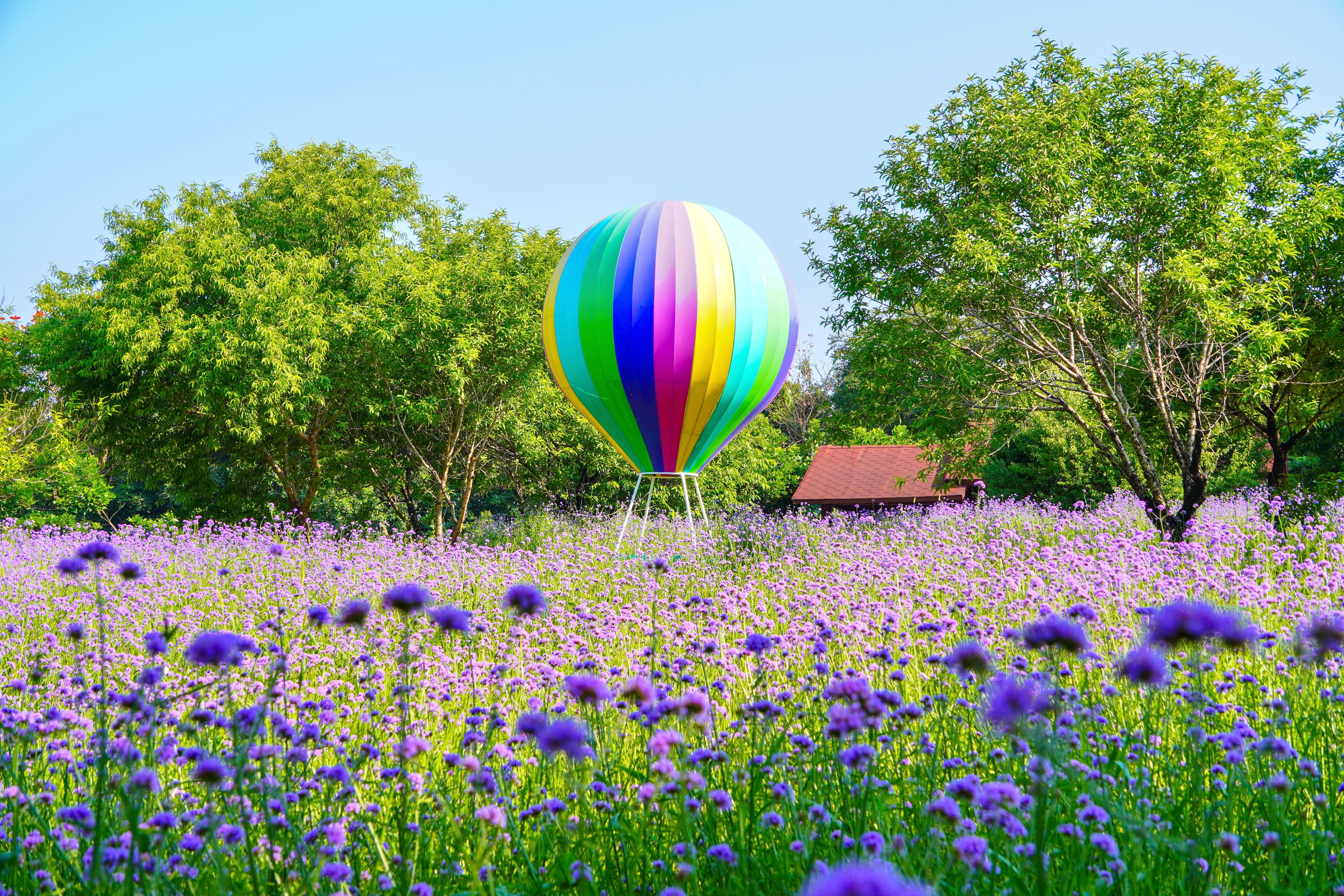 Colorful Balloon Over Purple Wildflower Meadow · Free Stock Photo