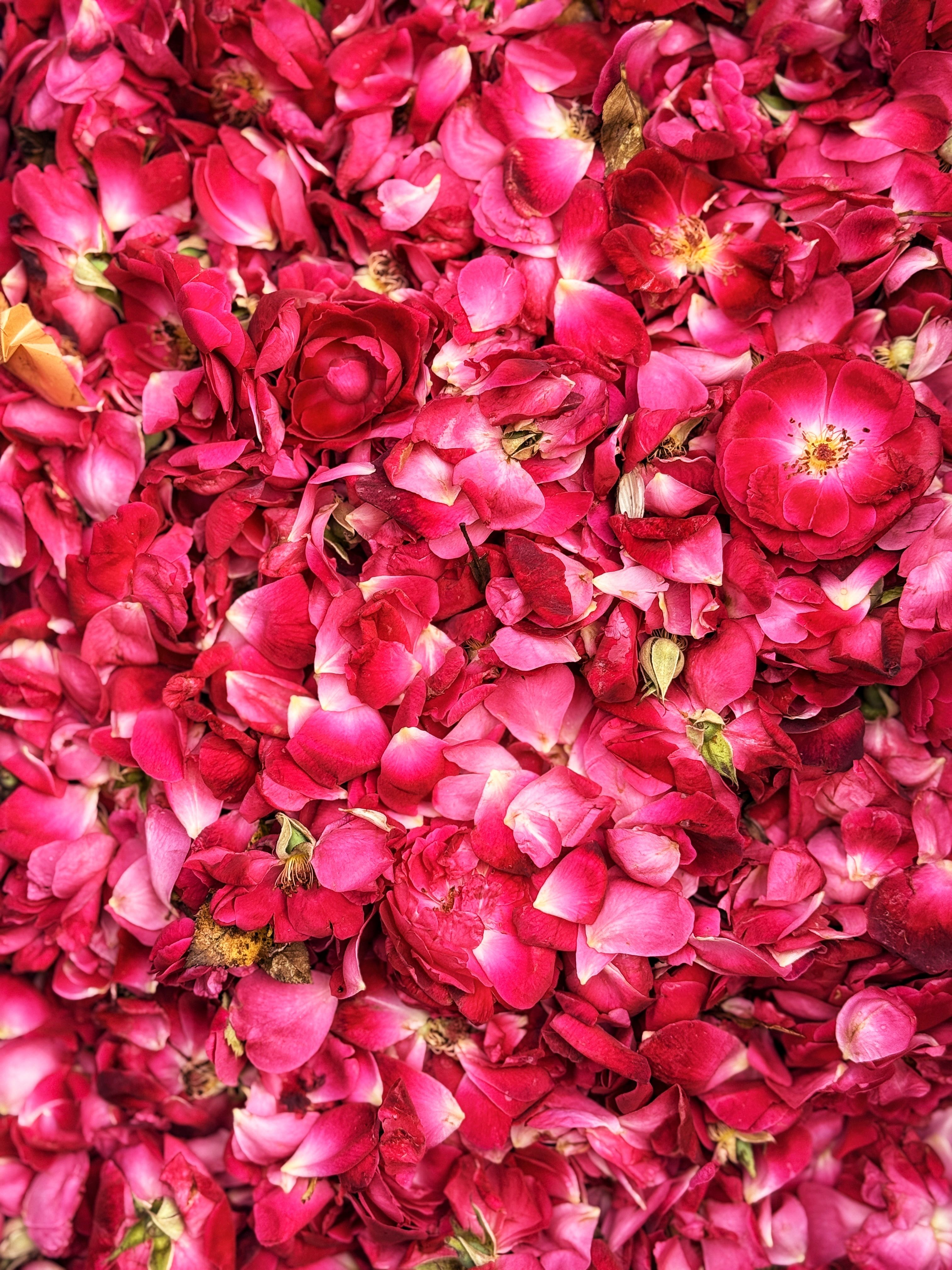 Red Roses Decoration With Background Photos, Download The BEST Free Red ...