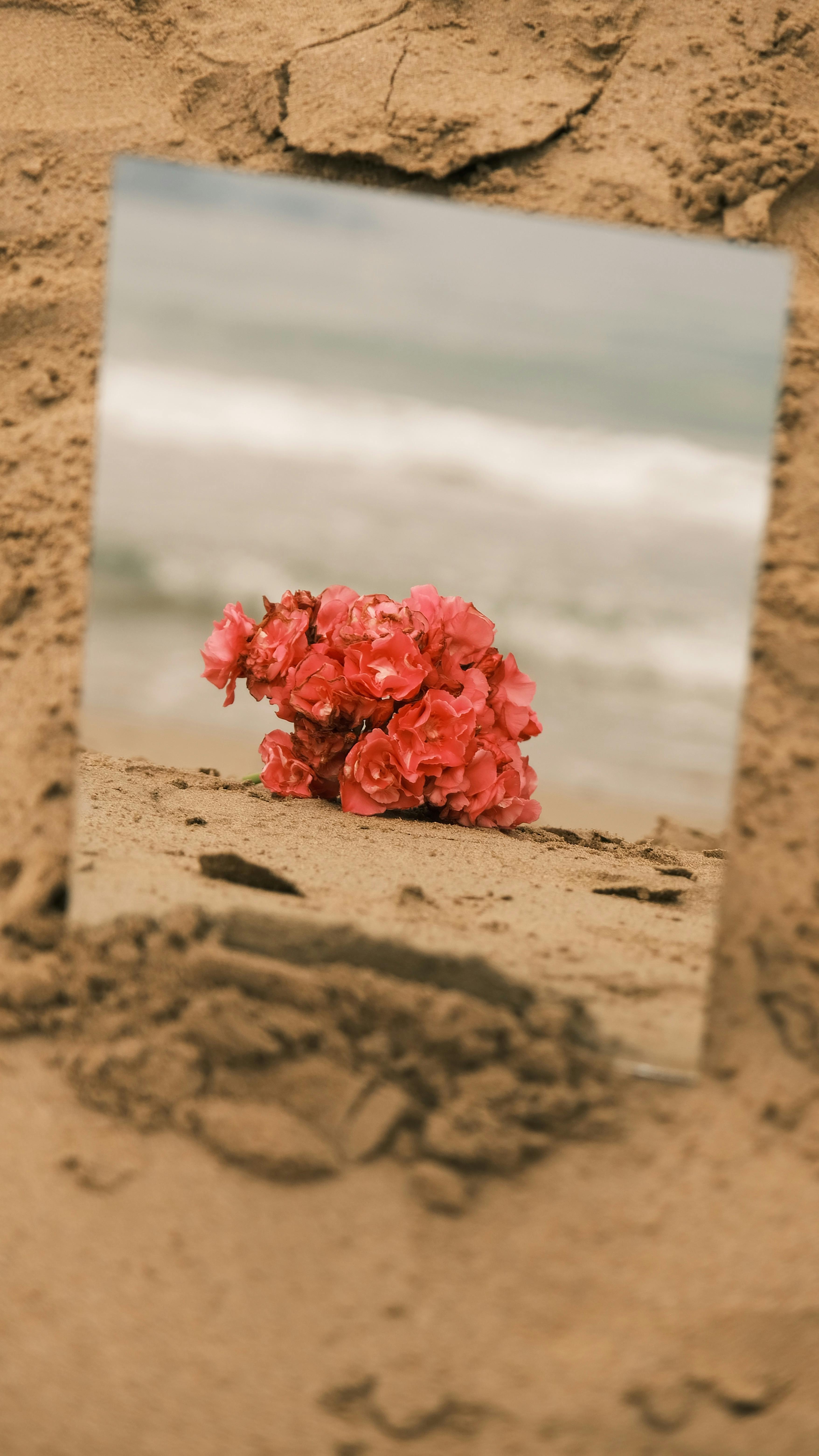 Pink Roses Reflection on Sandy Beach · Free Stock Photo