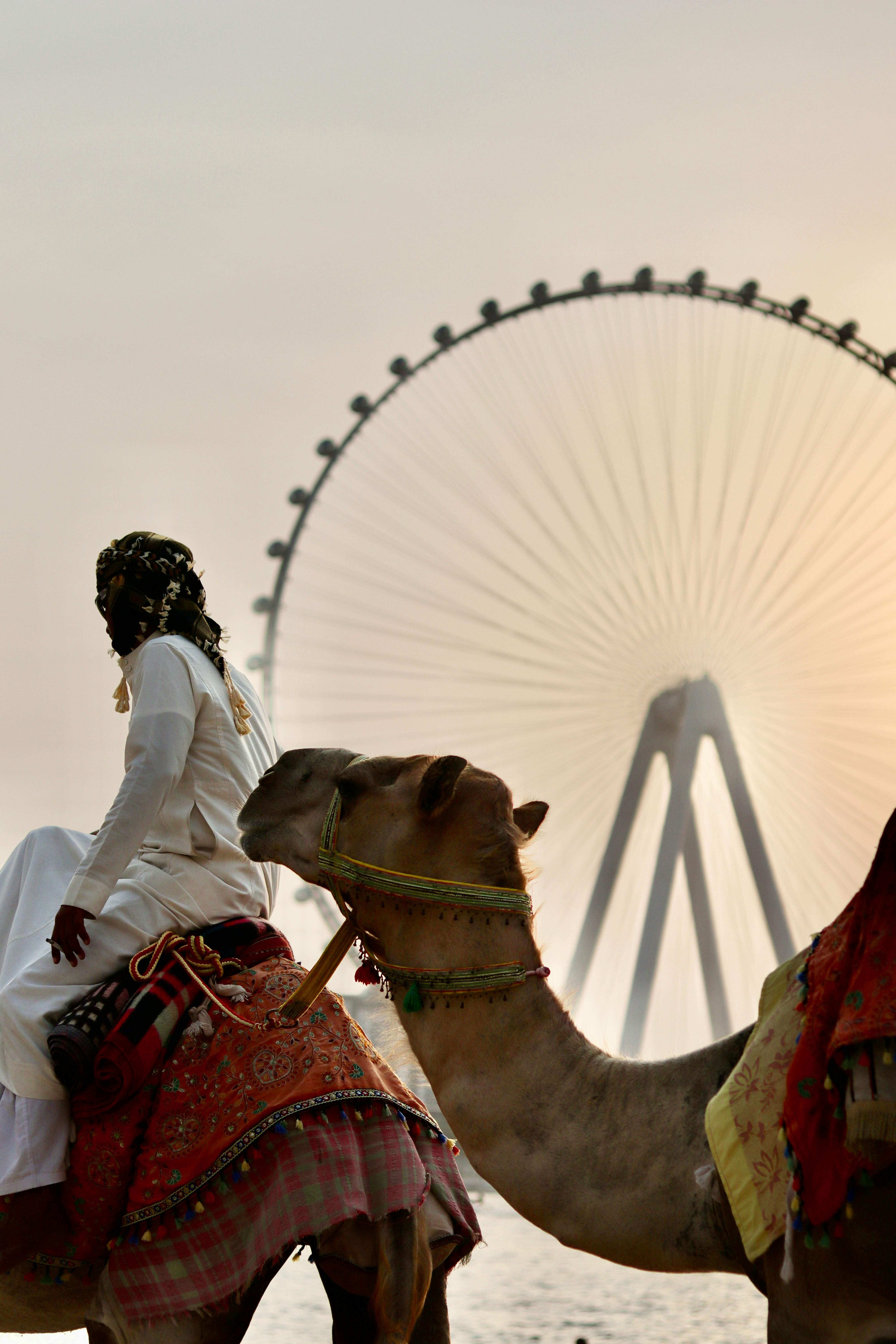 Camel Ride at Sunset Near Iconic Ferris Wheel · Free Stock Photo