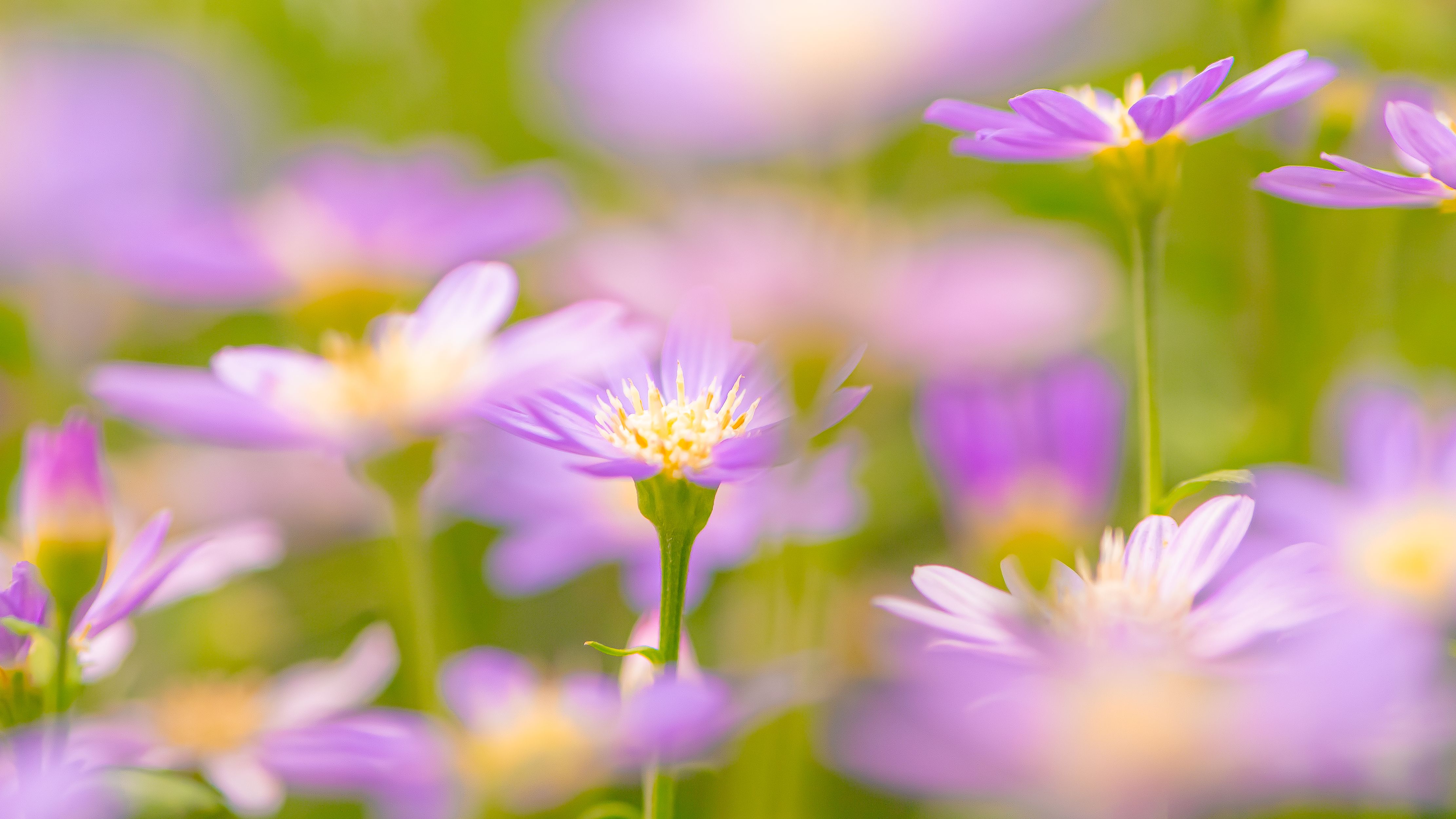 Purple Wildflowers in Soft Spring Bloom · Free Stock Photo