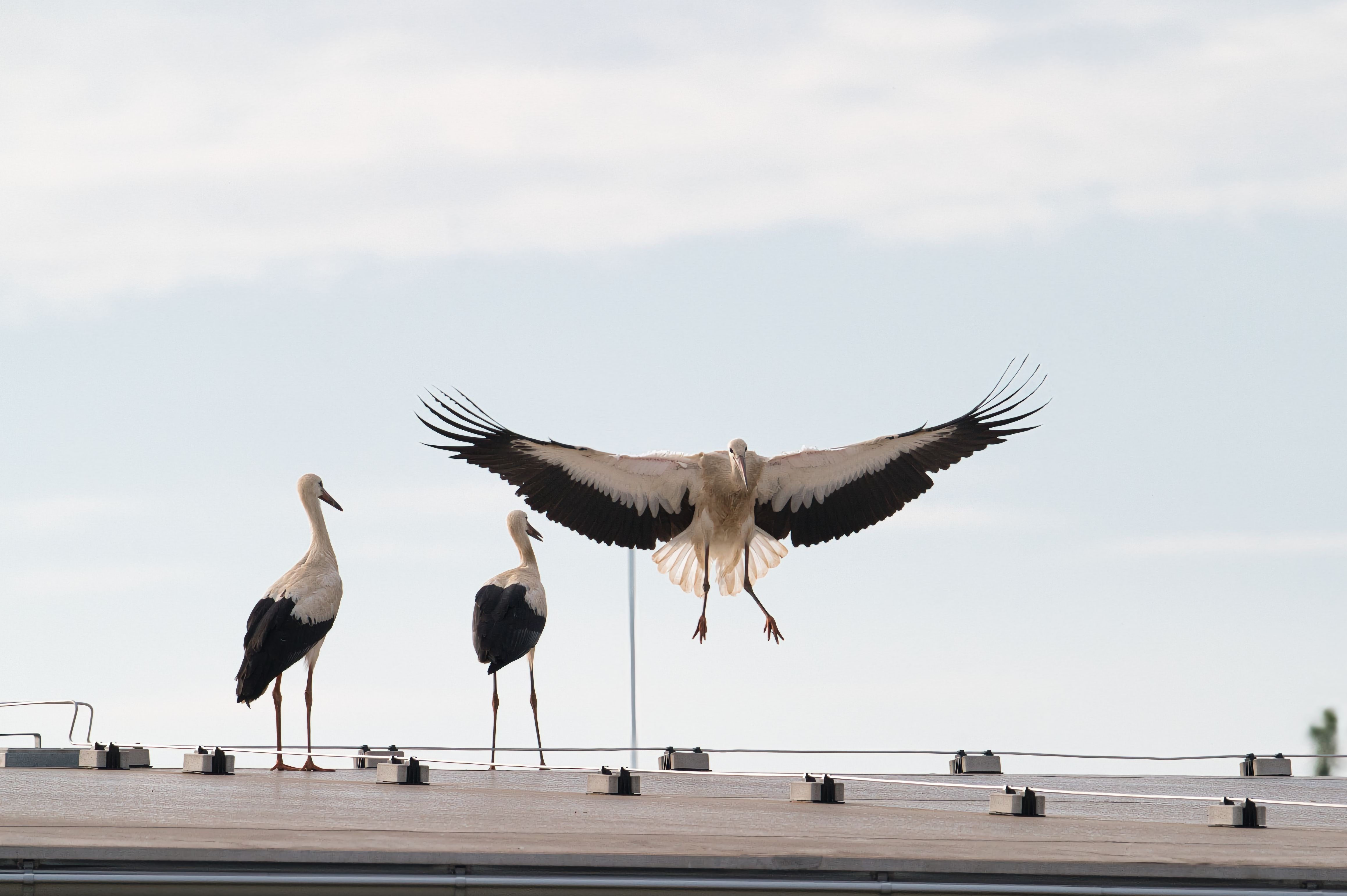 Stork Photos, Download The BEST Free Stork Stock Photos & HD Images