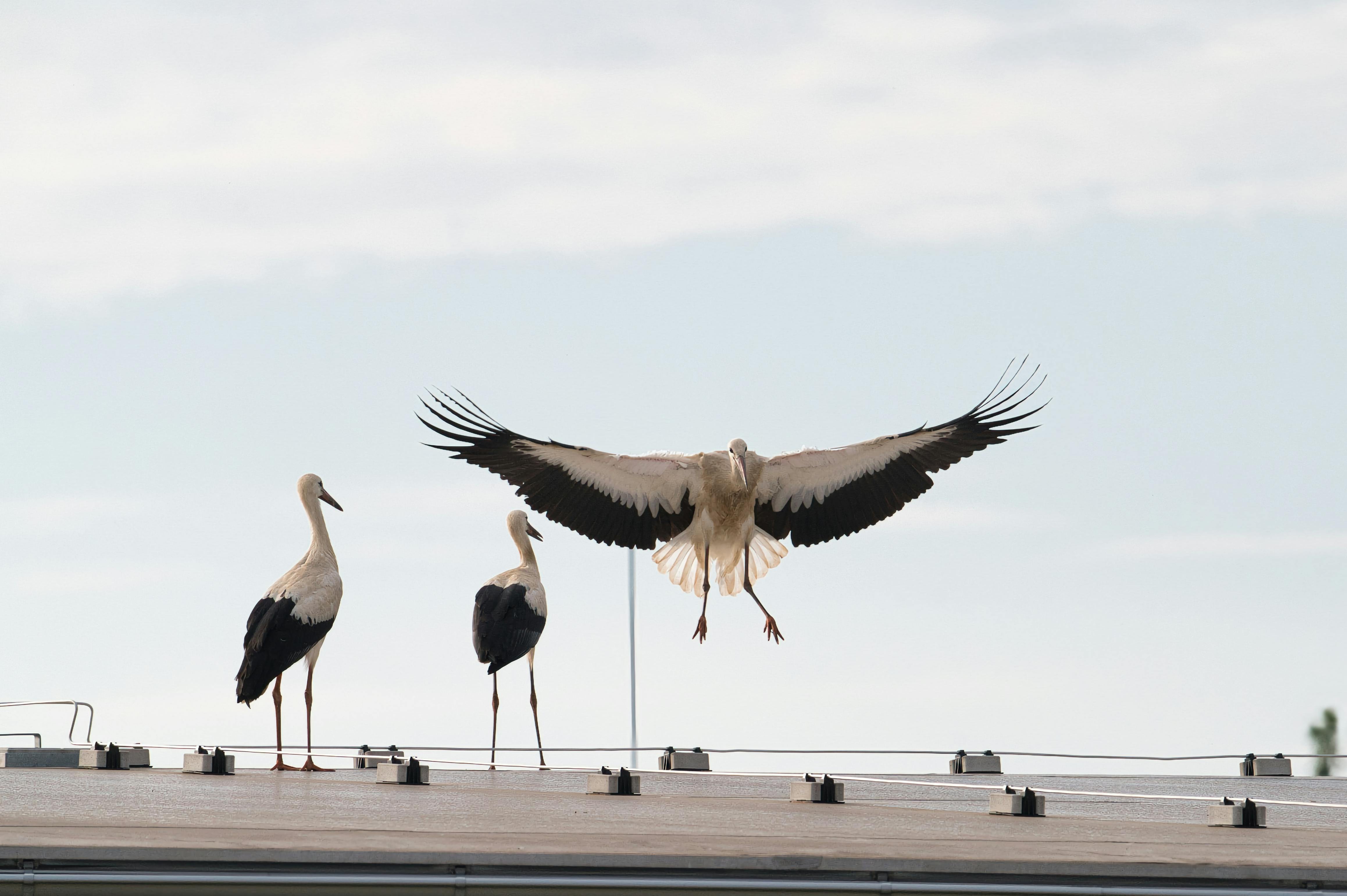White Storks on Rooftop in Flight Display · Free Stock Photo