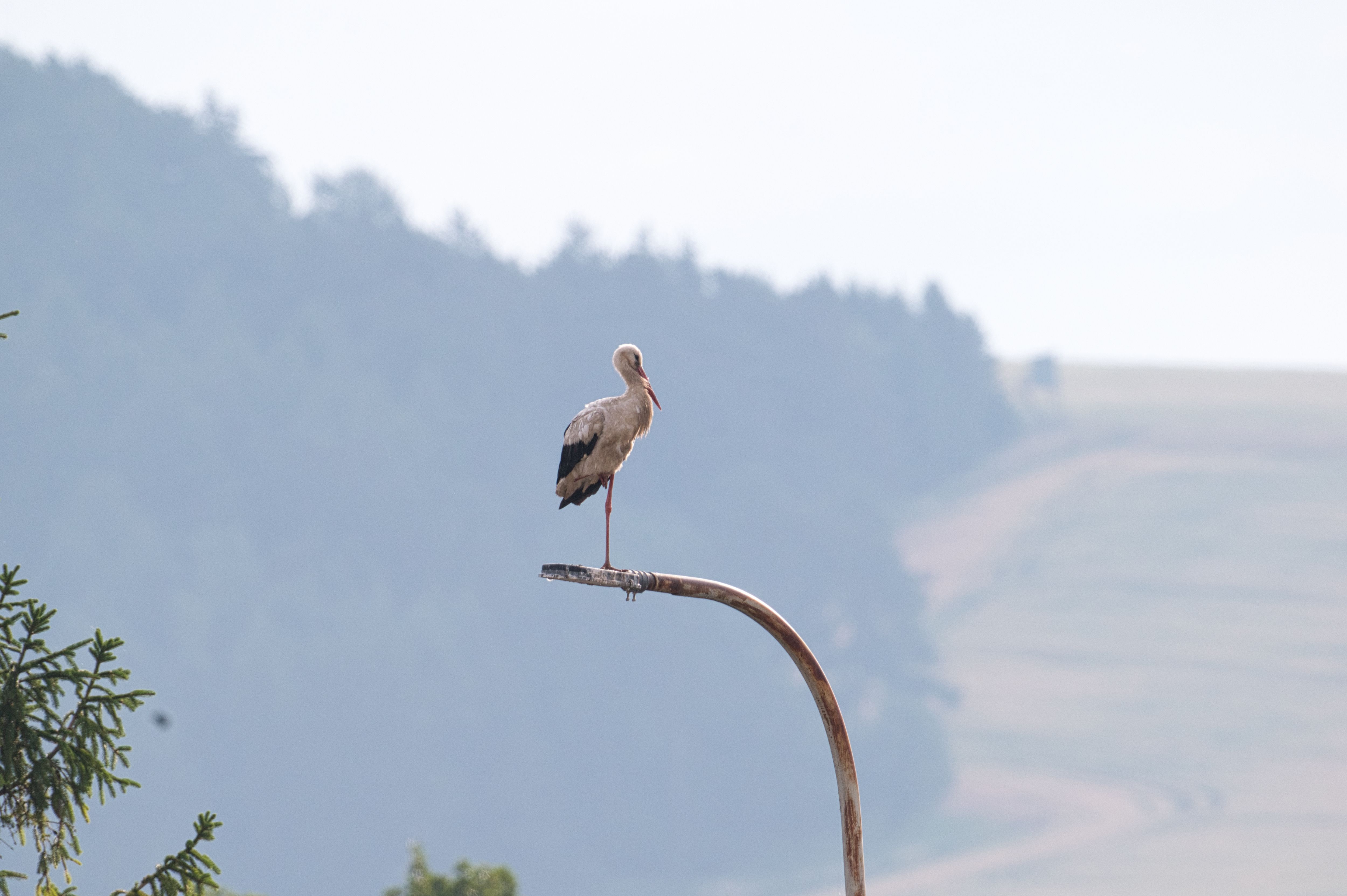 Solitary White Stork Perched on Lamp Post · Free Stock Photo