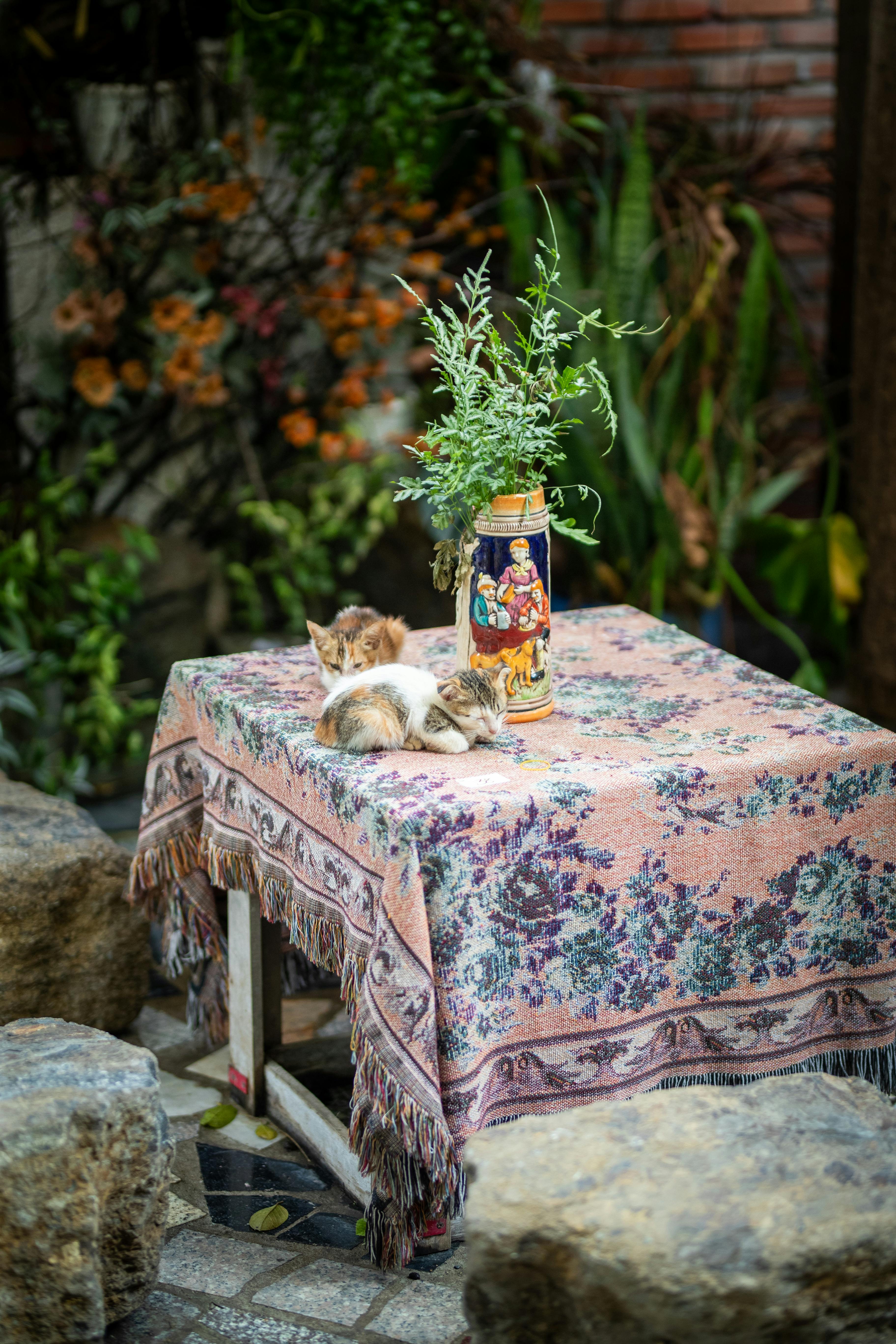 Charming Kittens on Decorative Table Outdoors · Free Stock Photo