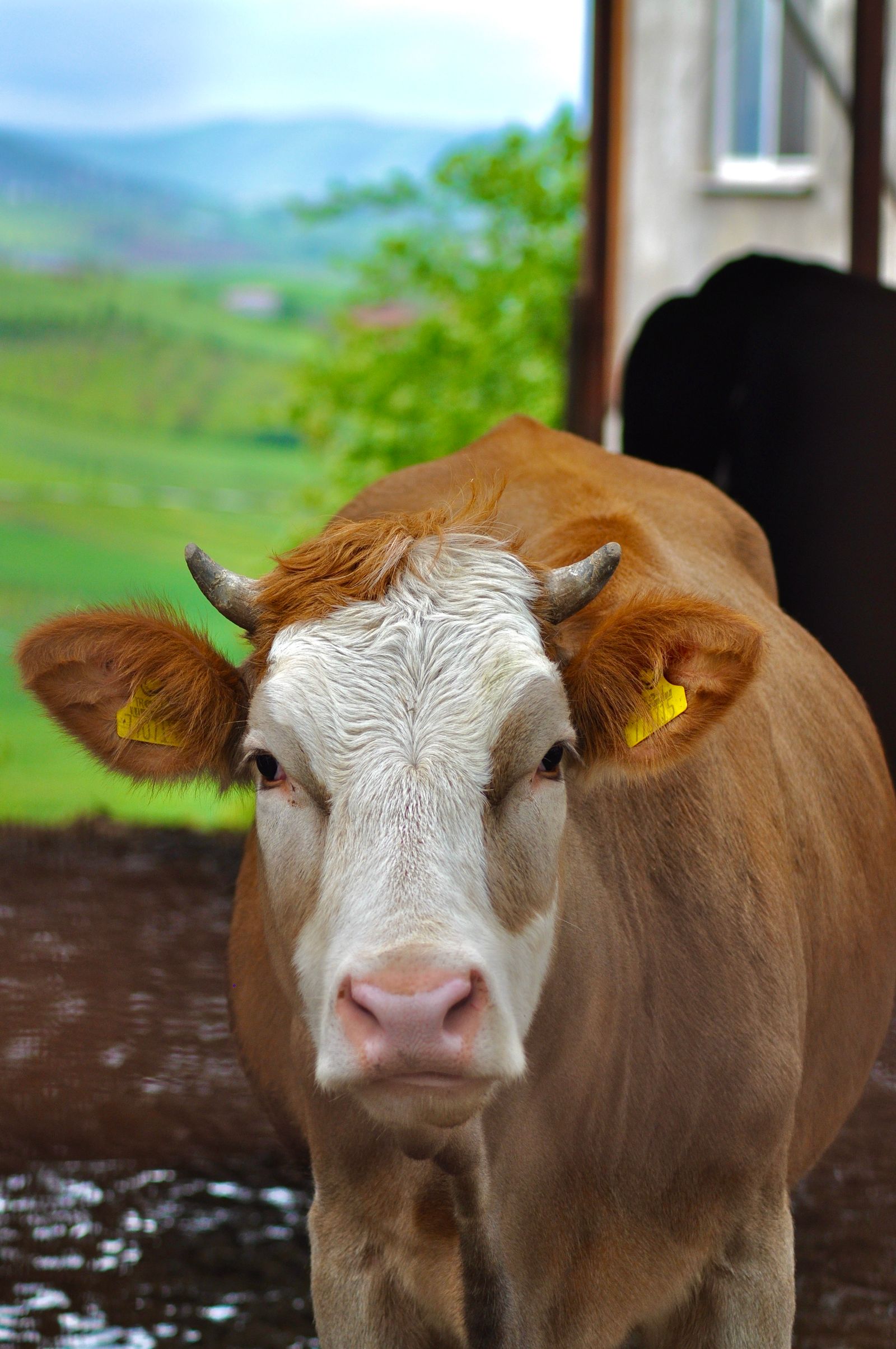 Cow Without Background Photos, Download The BEST Free Cow Without ...
