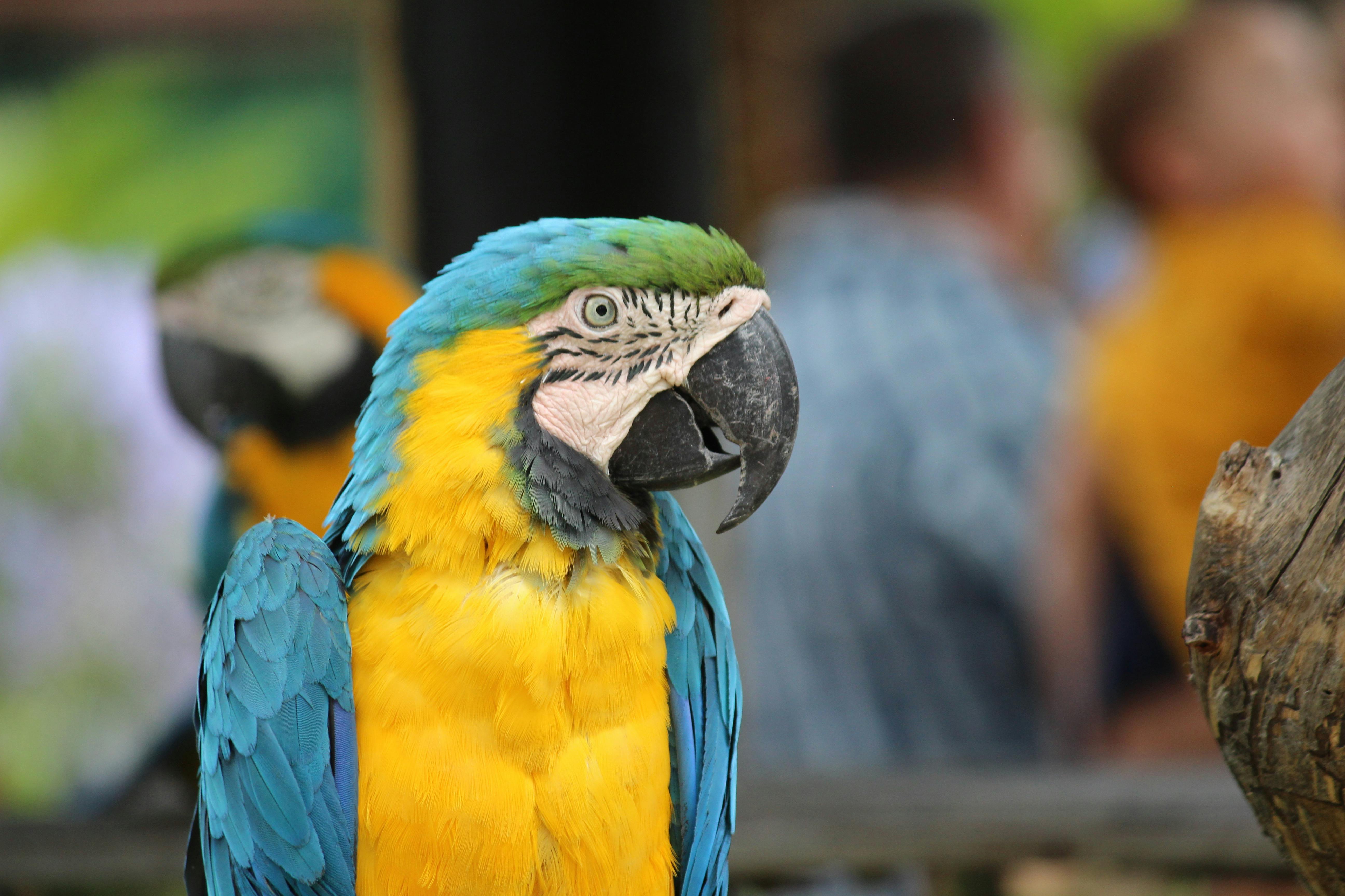 Parrot Drawing Photos, Download The BEST Free Parrot Drawing Stock ...