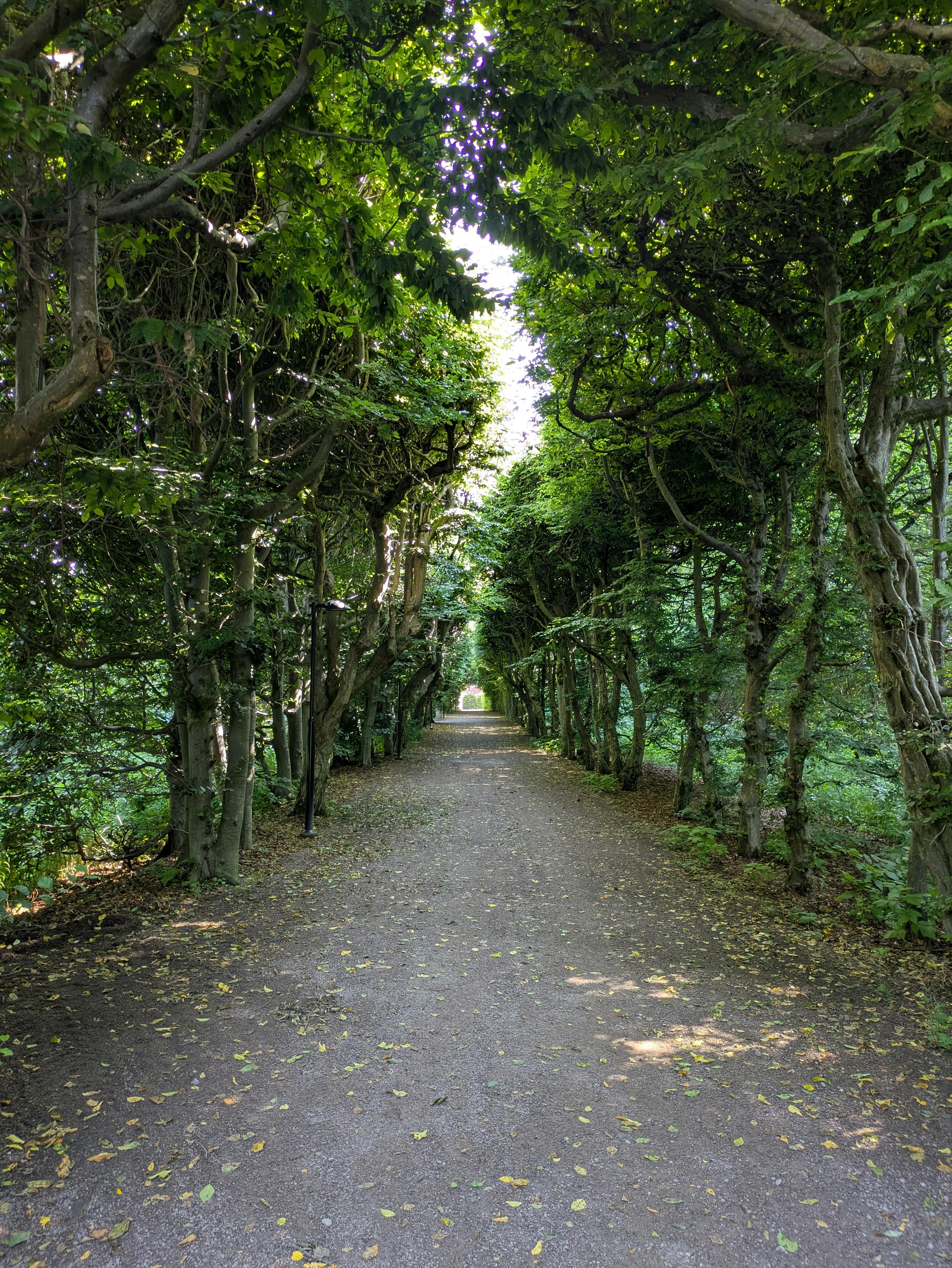 Lush Green Pathway Under Tree Canopy · Free Stock Photo