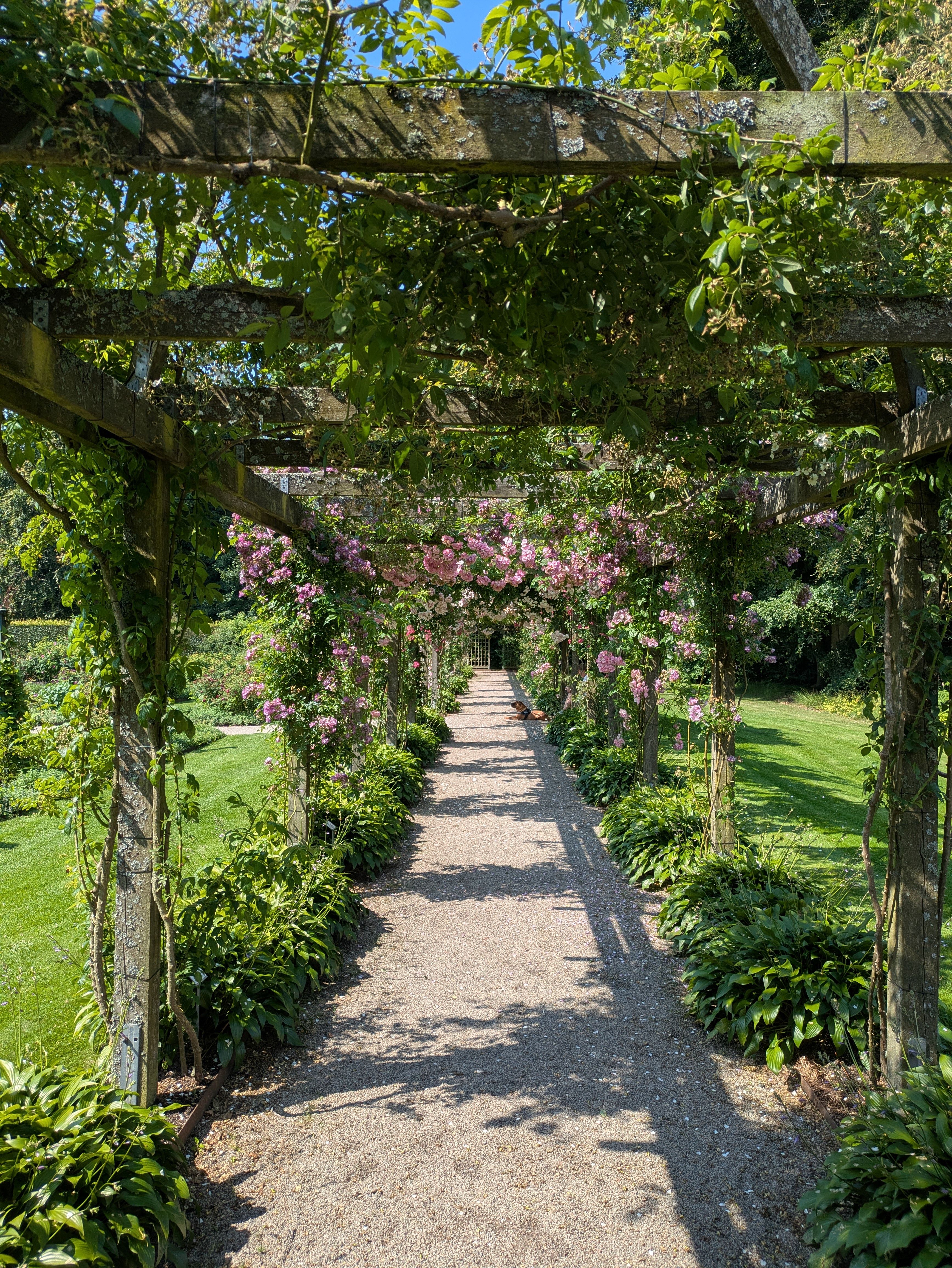 Beautiful garden walkway with green arches · Free Stock Photo