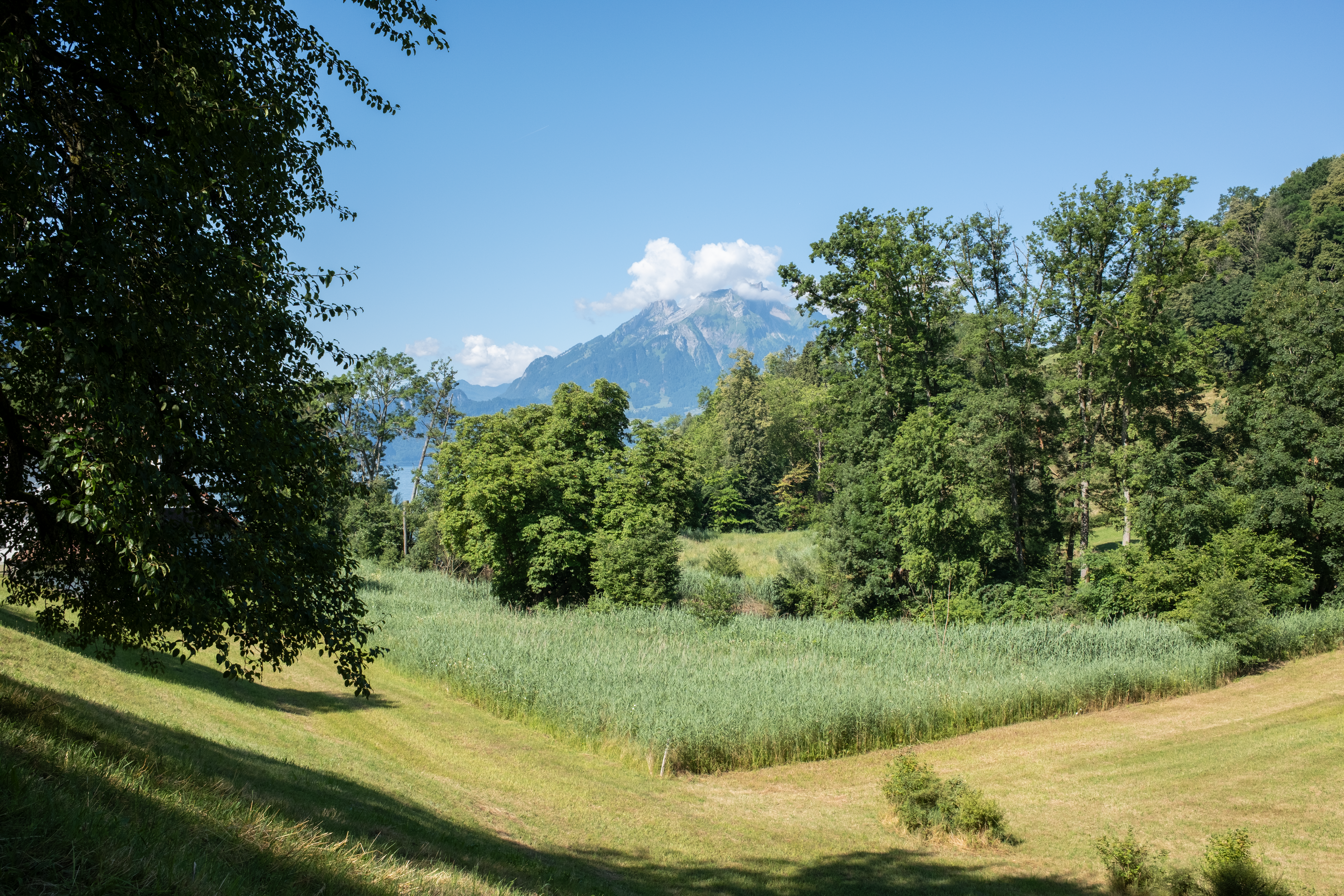 Scenic Swiss Meadow with Mountain View · Free Stock Photo