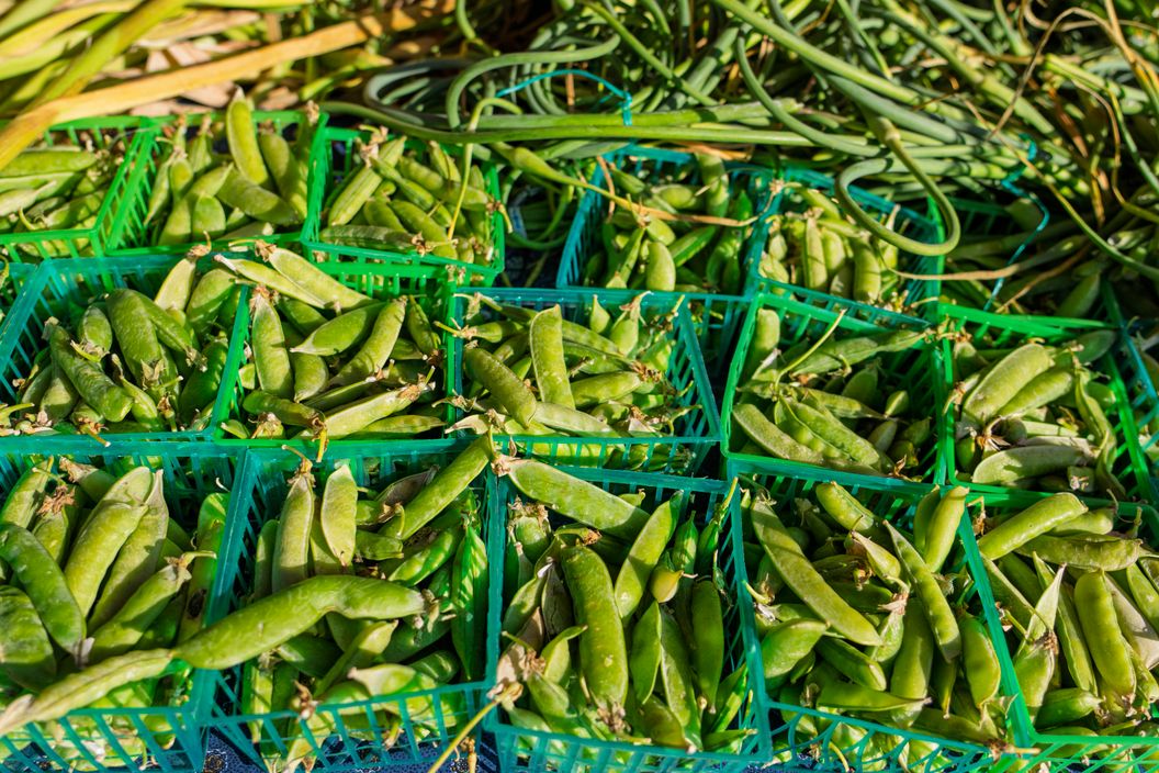 Successful Winter Sowing Sweet Peas: A Step-by-Step Guide