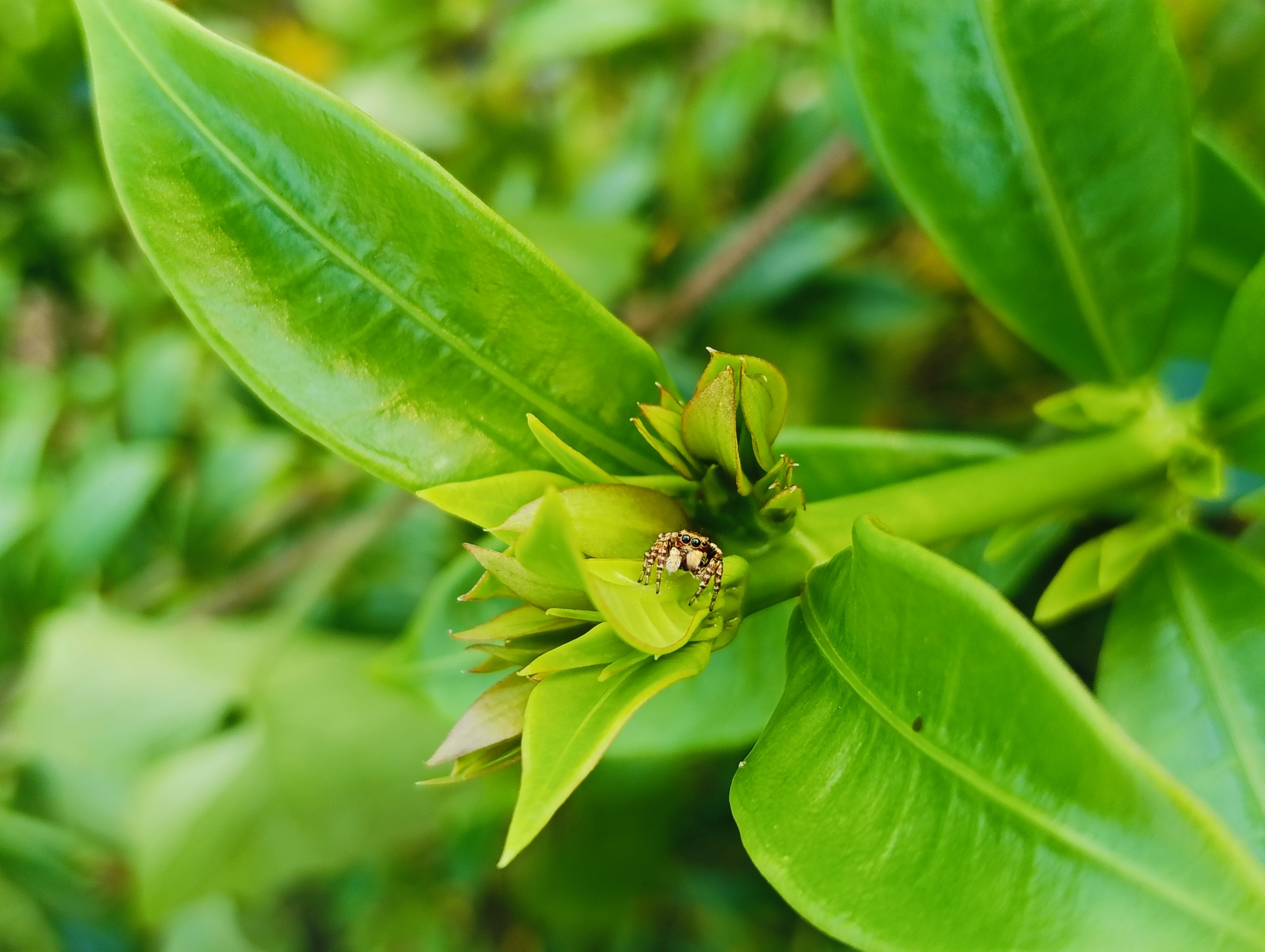 Macro Shot of Jumping Spider on Green Leaf · Free Stock Photo