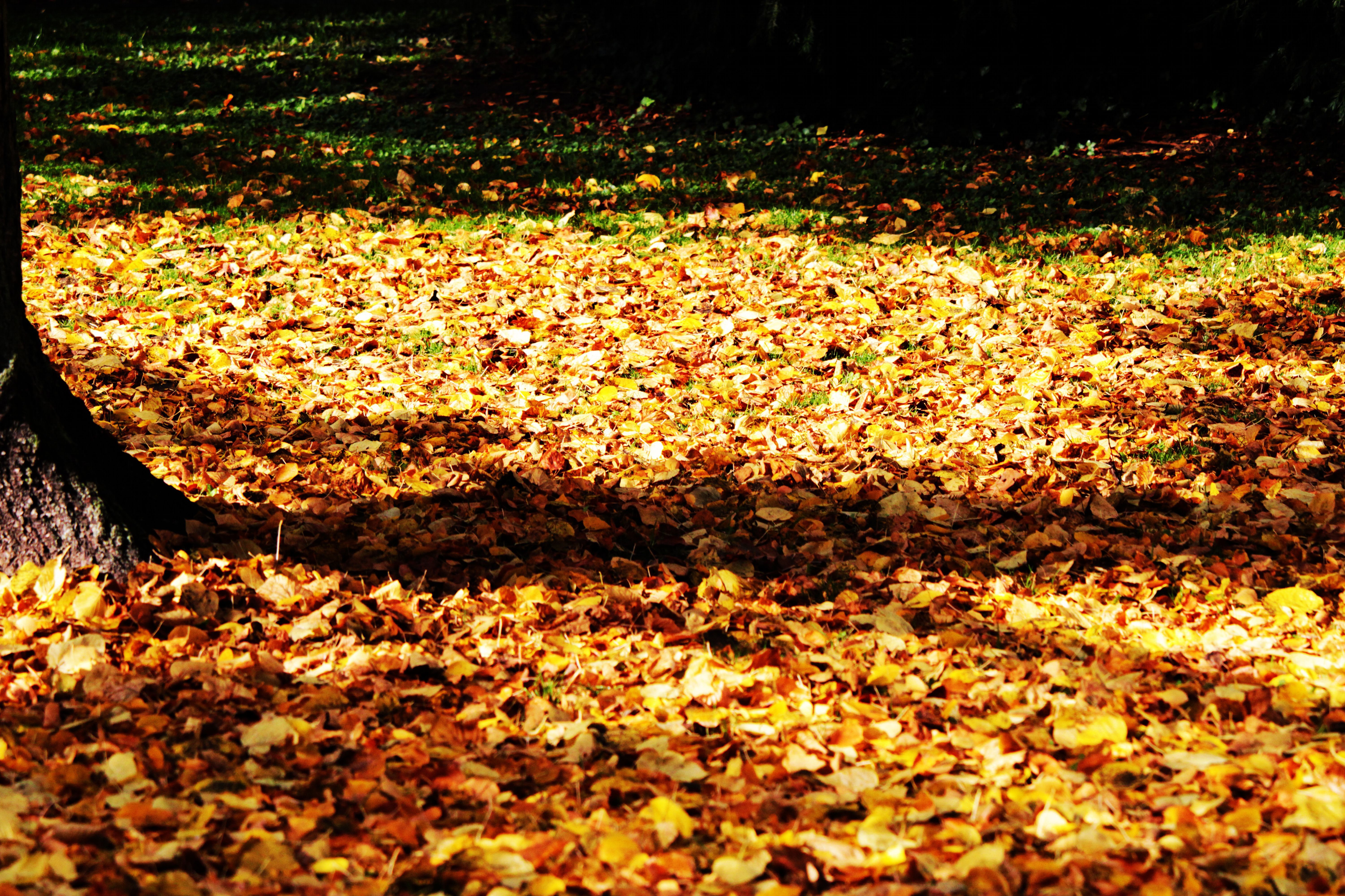 Autumn Leaves Pile in Sunlit Garden · Free Stock Photo