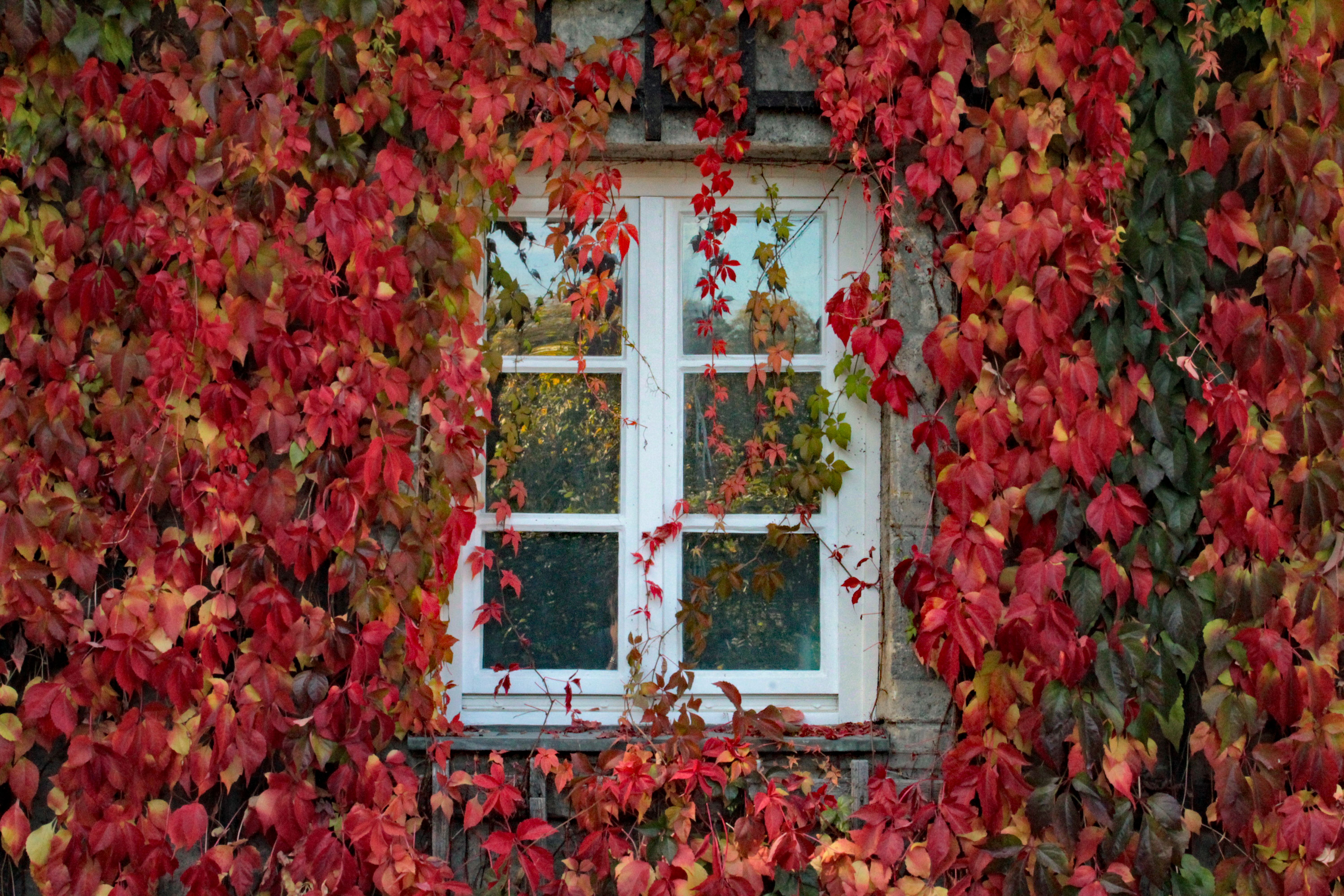 Photo of Window With Vine Plants · Free Stock Photo