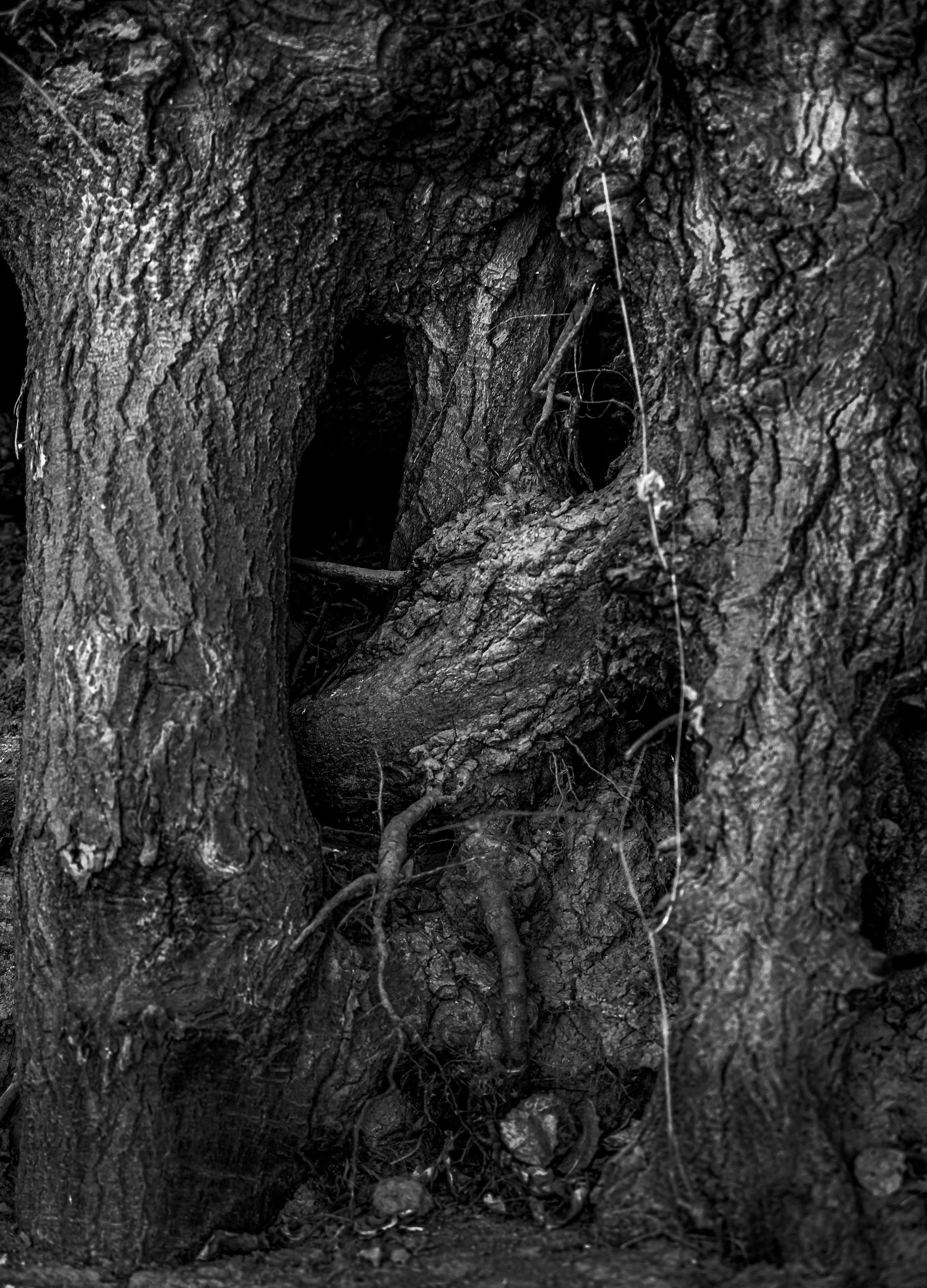 Tree Roots Photos, Download The BEST Free Tree Roots Stock Photos & HD ...