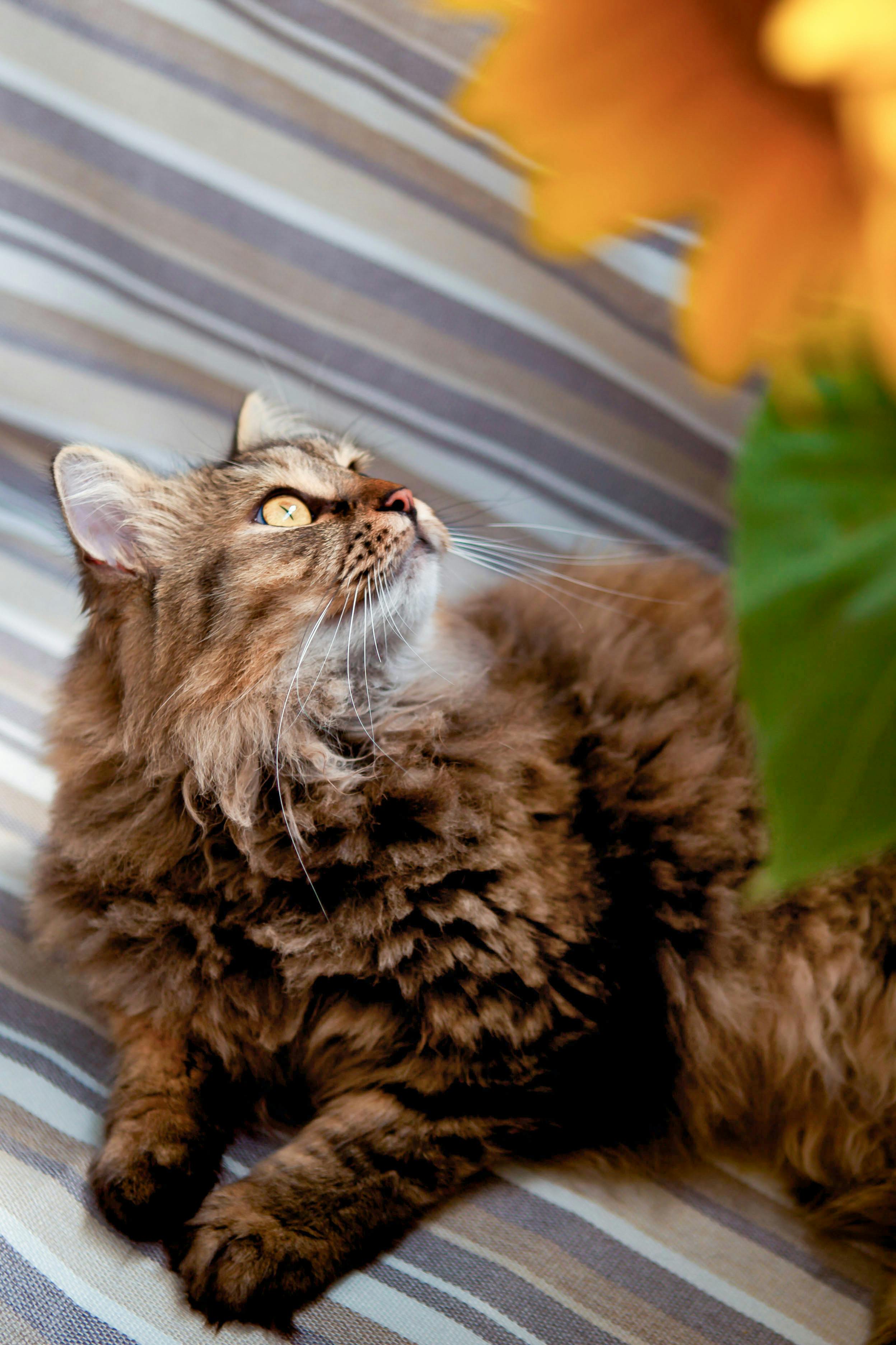 Telegraph+Cute+Girls Photos, Download The BEST Free Telegraph+Cute ...