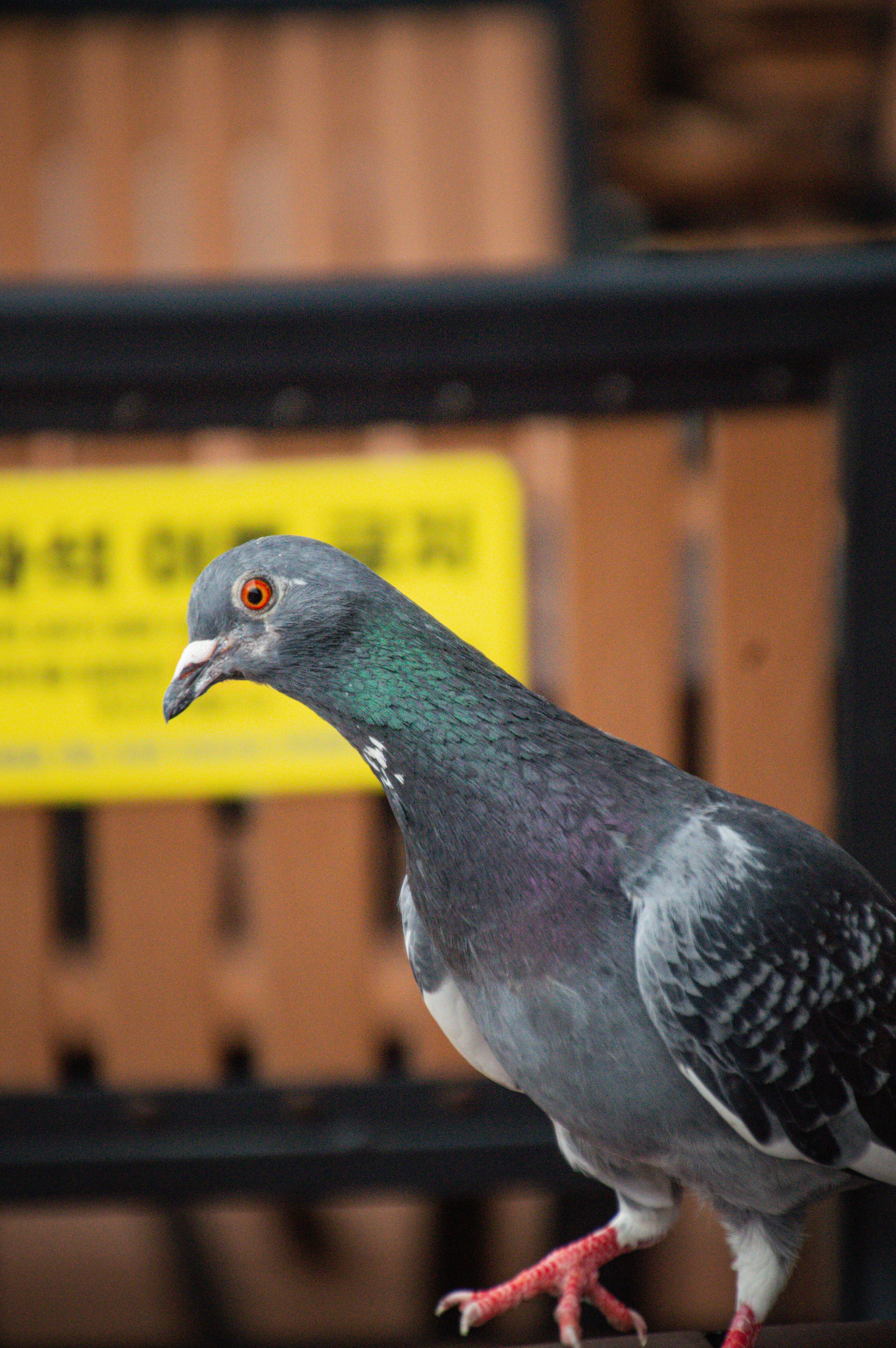 Korean Background Photos, Download The BEST Free Korean Background ...