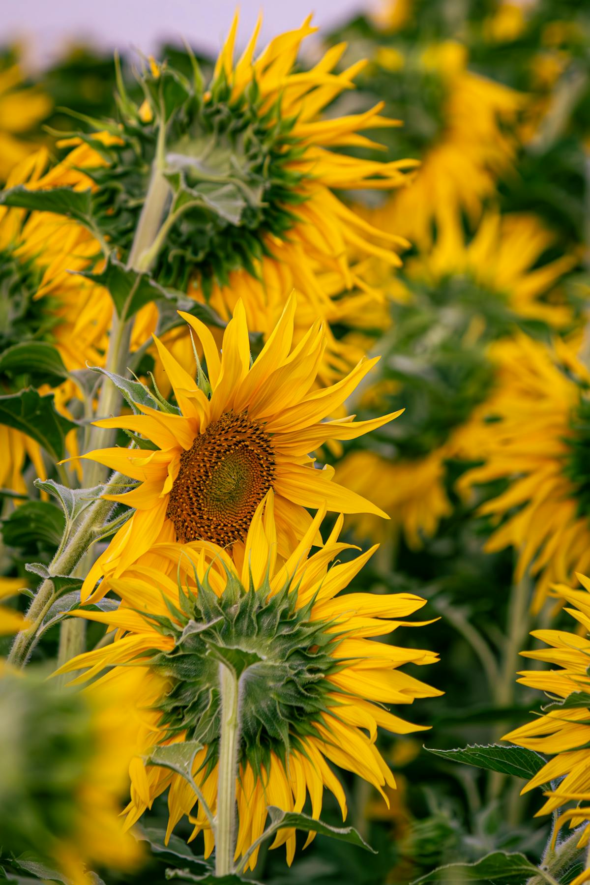 Shiny+Flower+Belinda+Bely Photos, Download The BEST Free Shiny+Flower ...