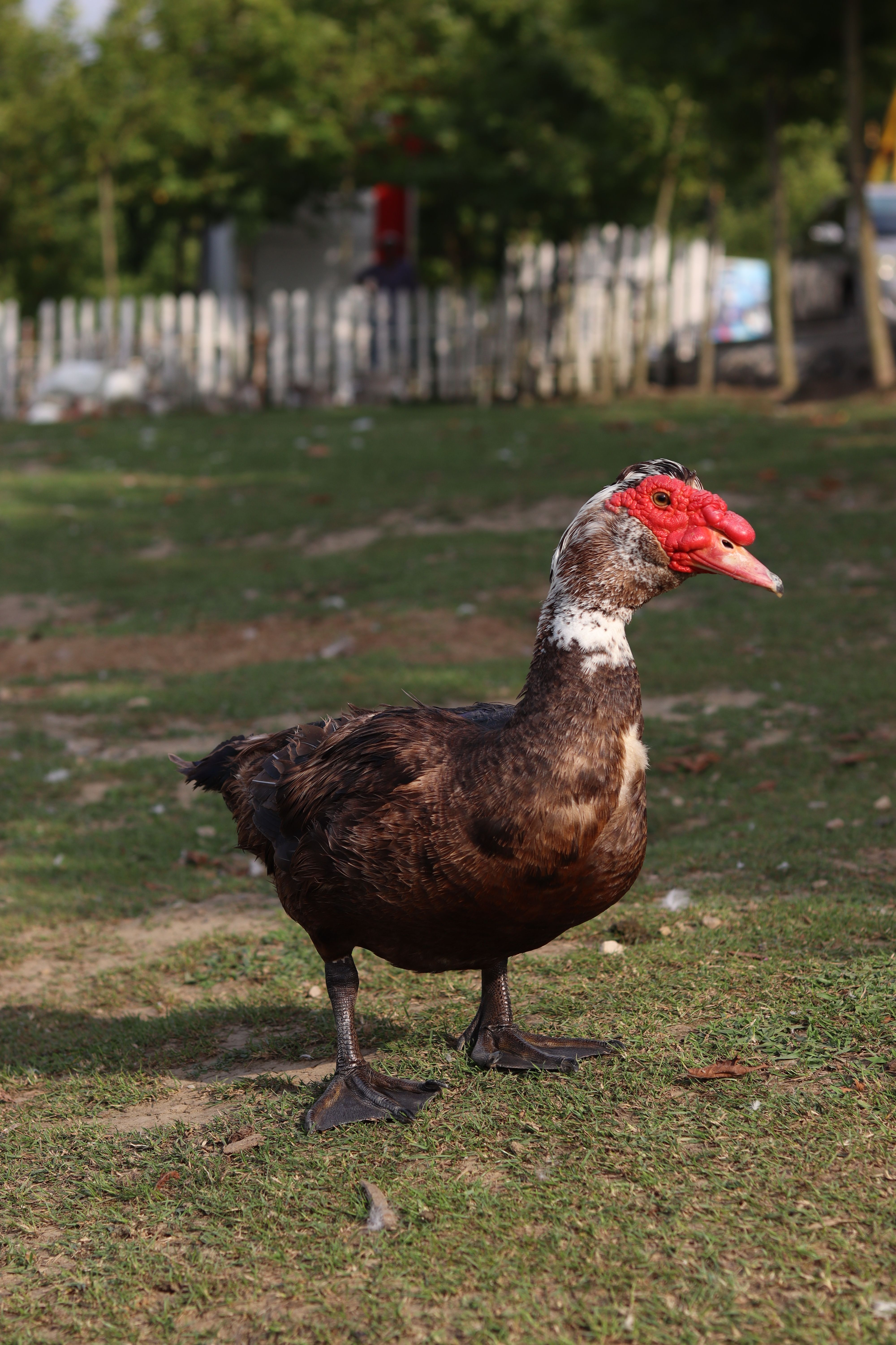Duck Boyama Photos, Download The BEST Free Duck Boyama Stock Photos ...