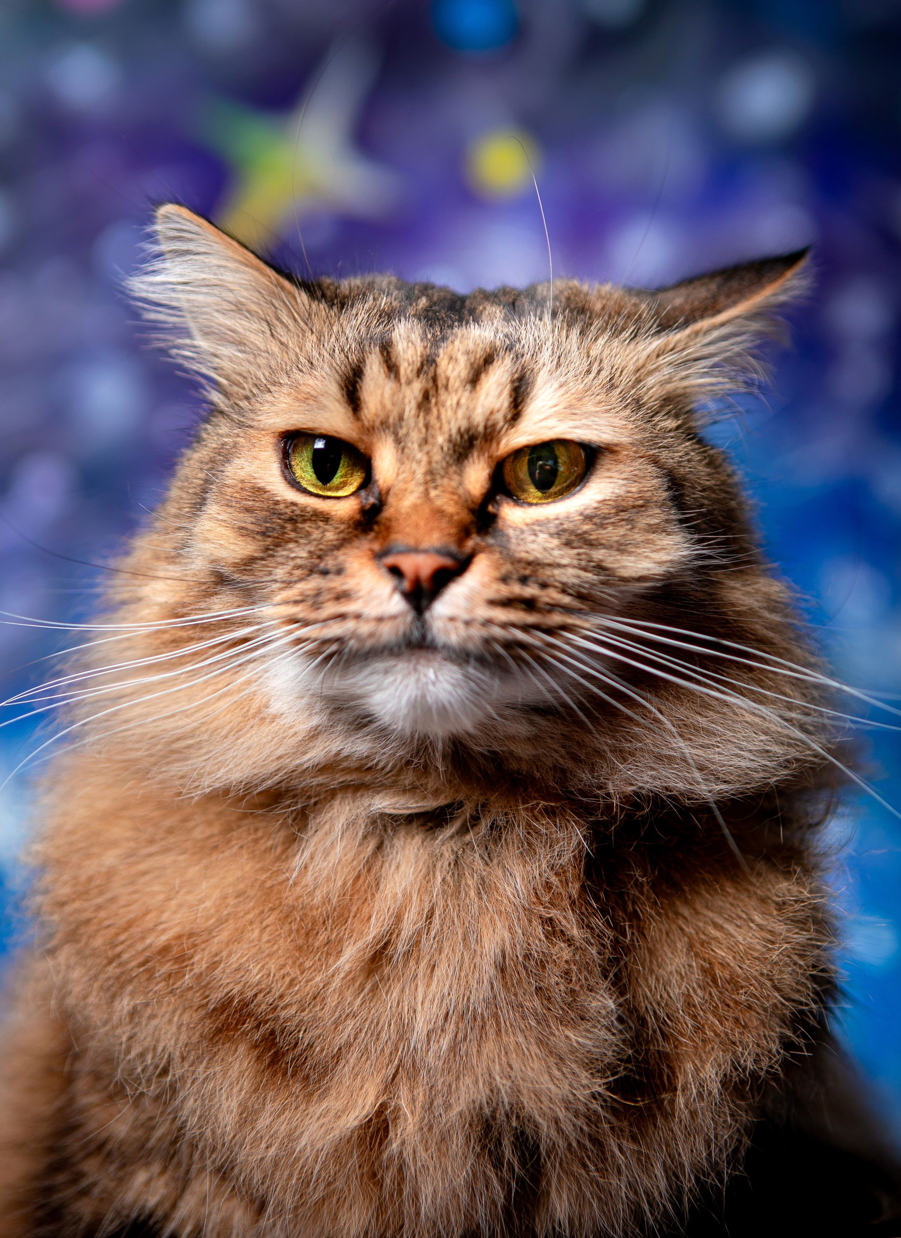 Scottish Fold Cat with Pink Shower Cap · Free Stock Photo