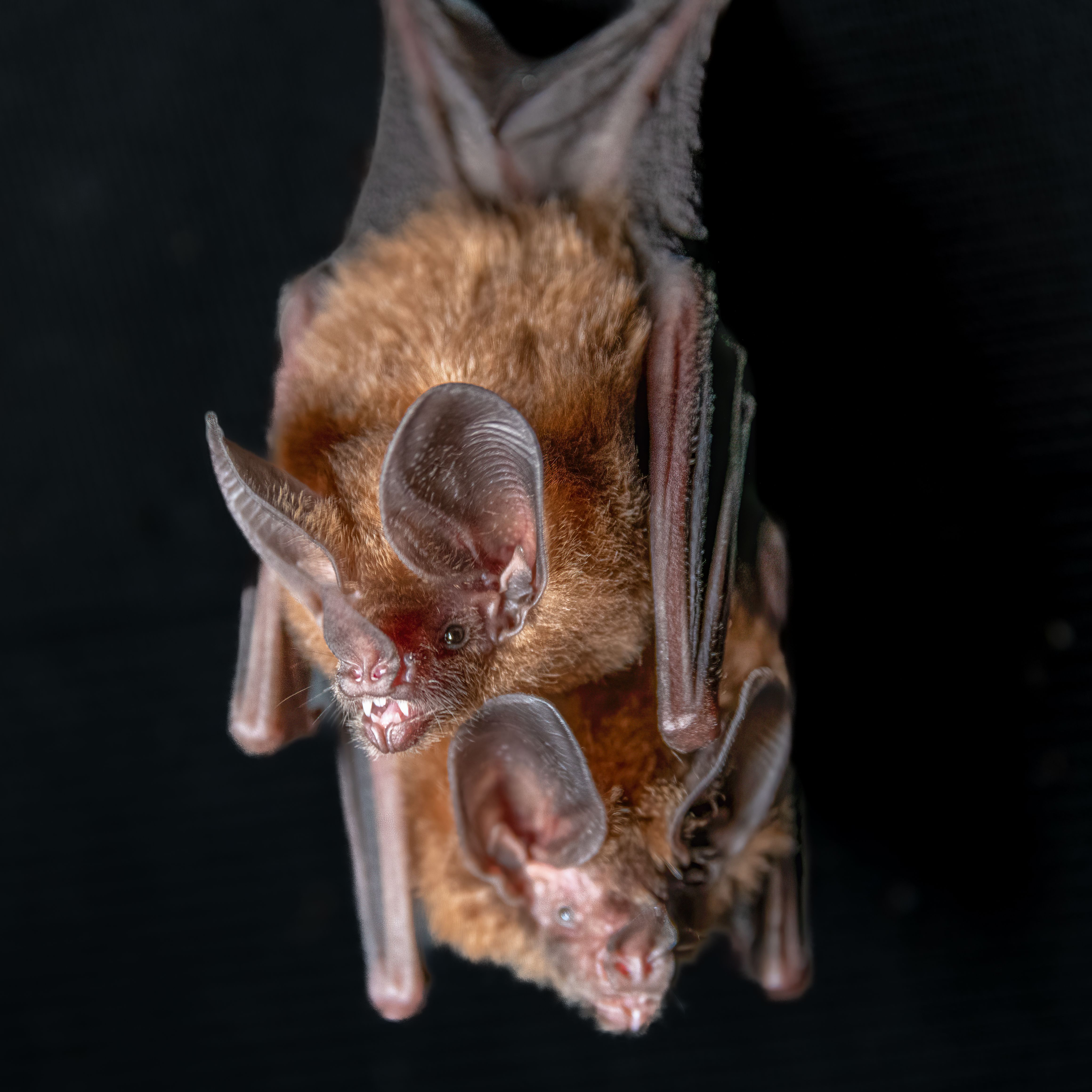Close-Up of Common Big-Eared Bats in Gamboa · Free Stock Photo