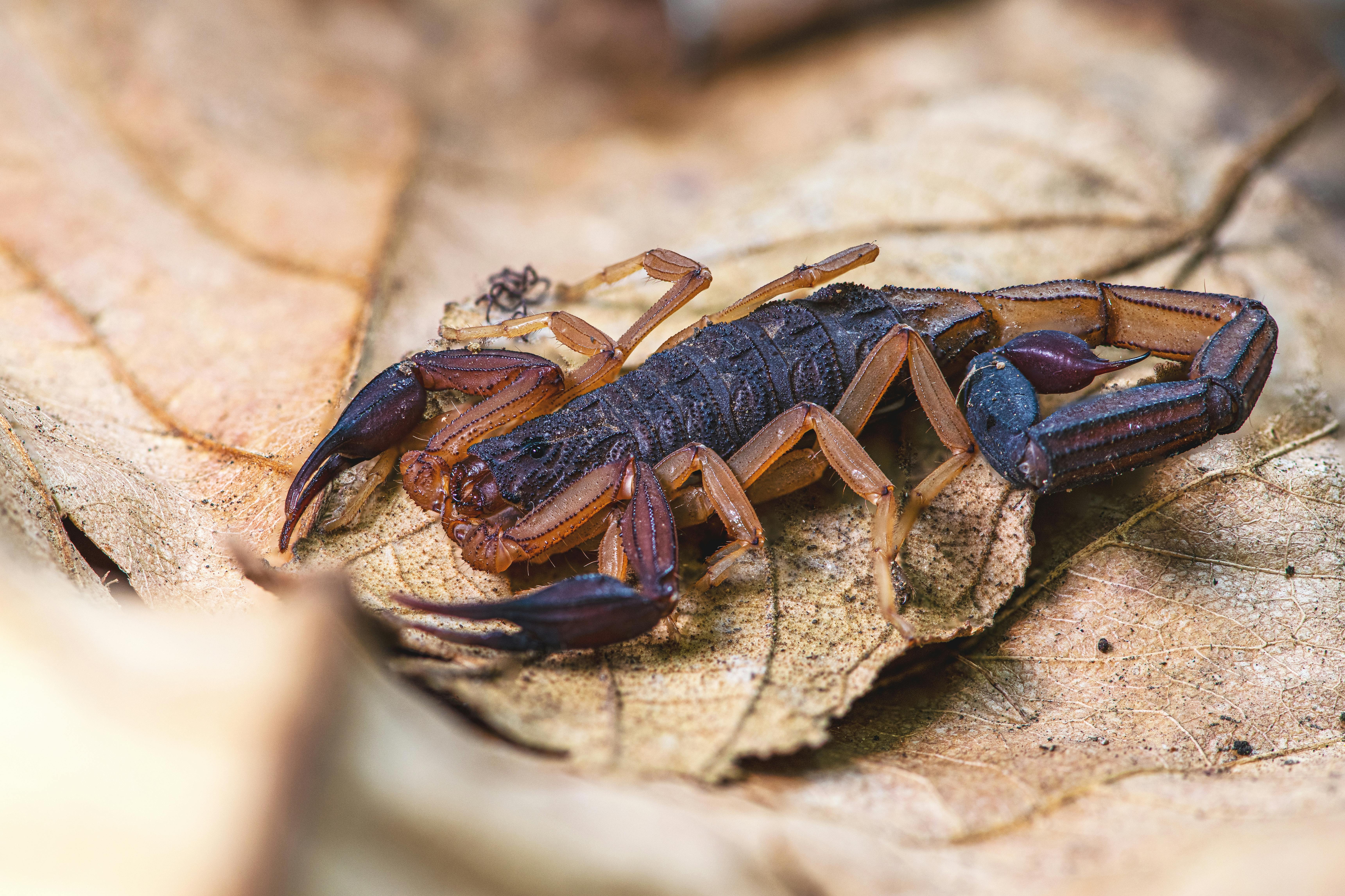 Brown Bark Scorpion on Fallen Leaf in Panama · Free Stock Photo