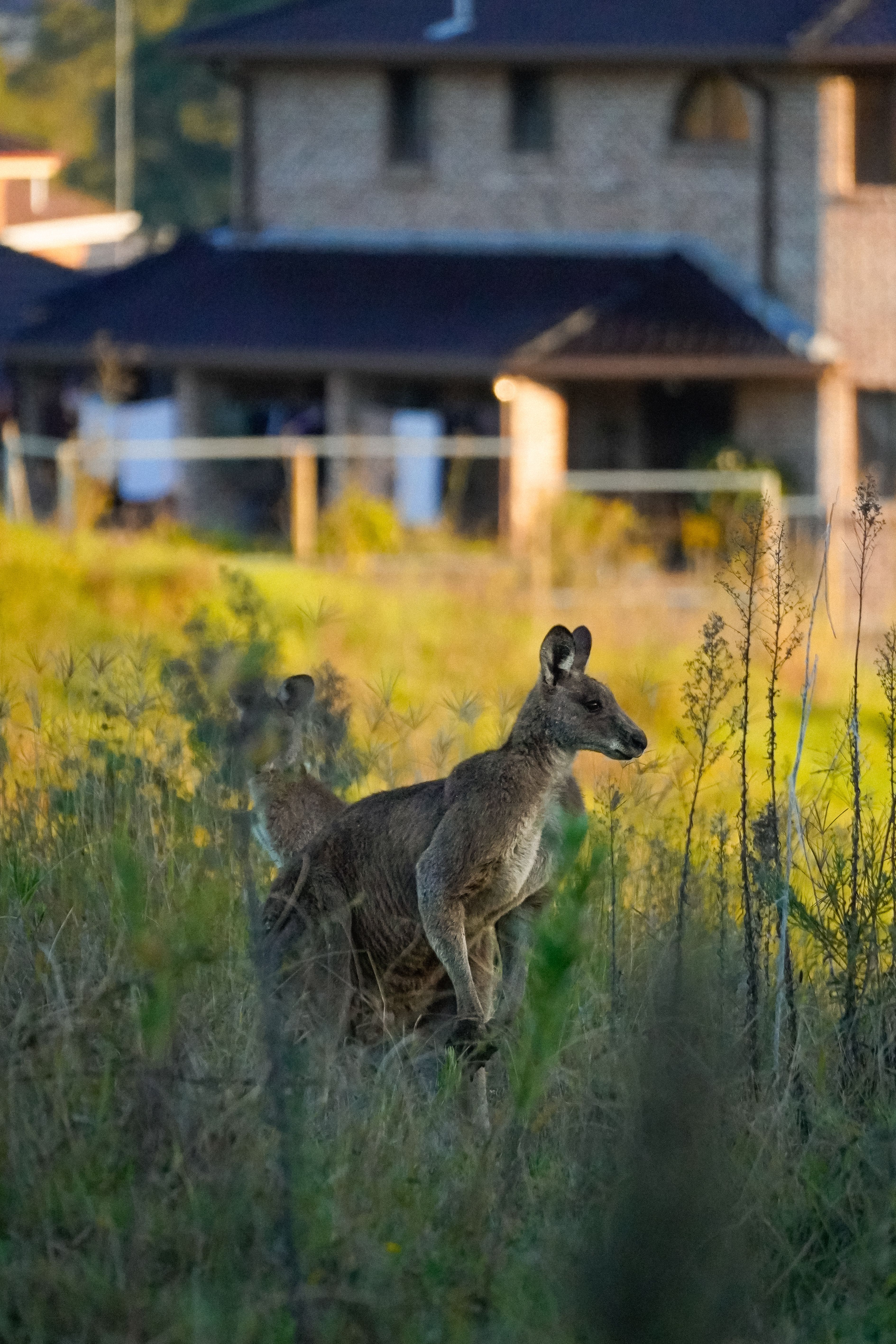 Wild Animal House Photos, Download The BEST Free Wild Animal House ...