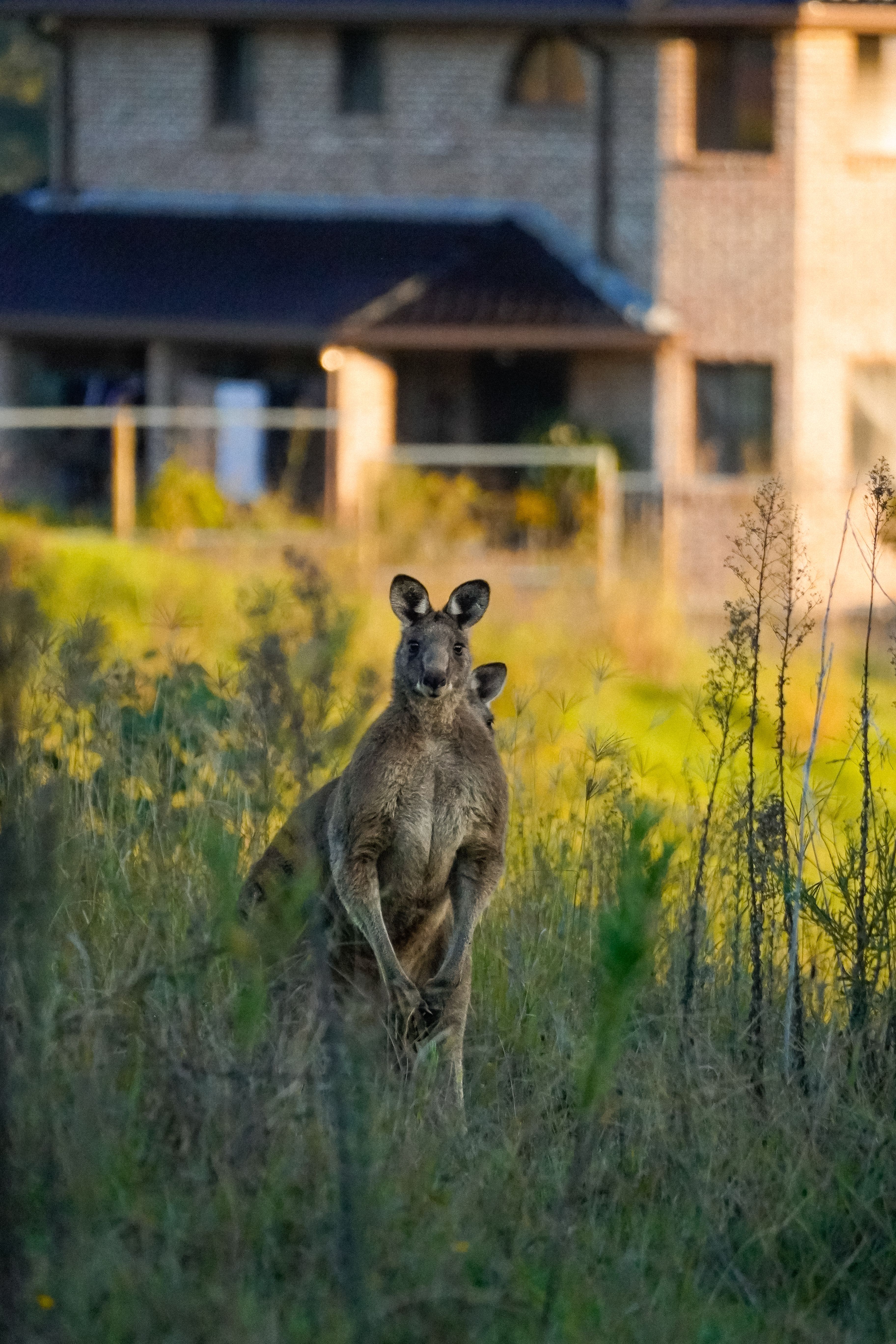 Kangaroo in Suburban Field near House at Dusk · Free Stock Photo