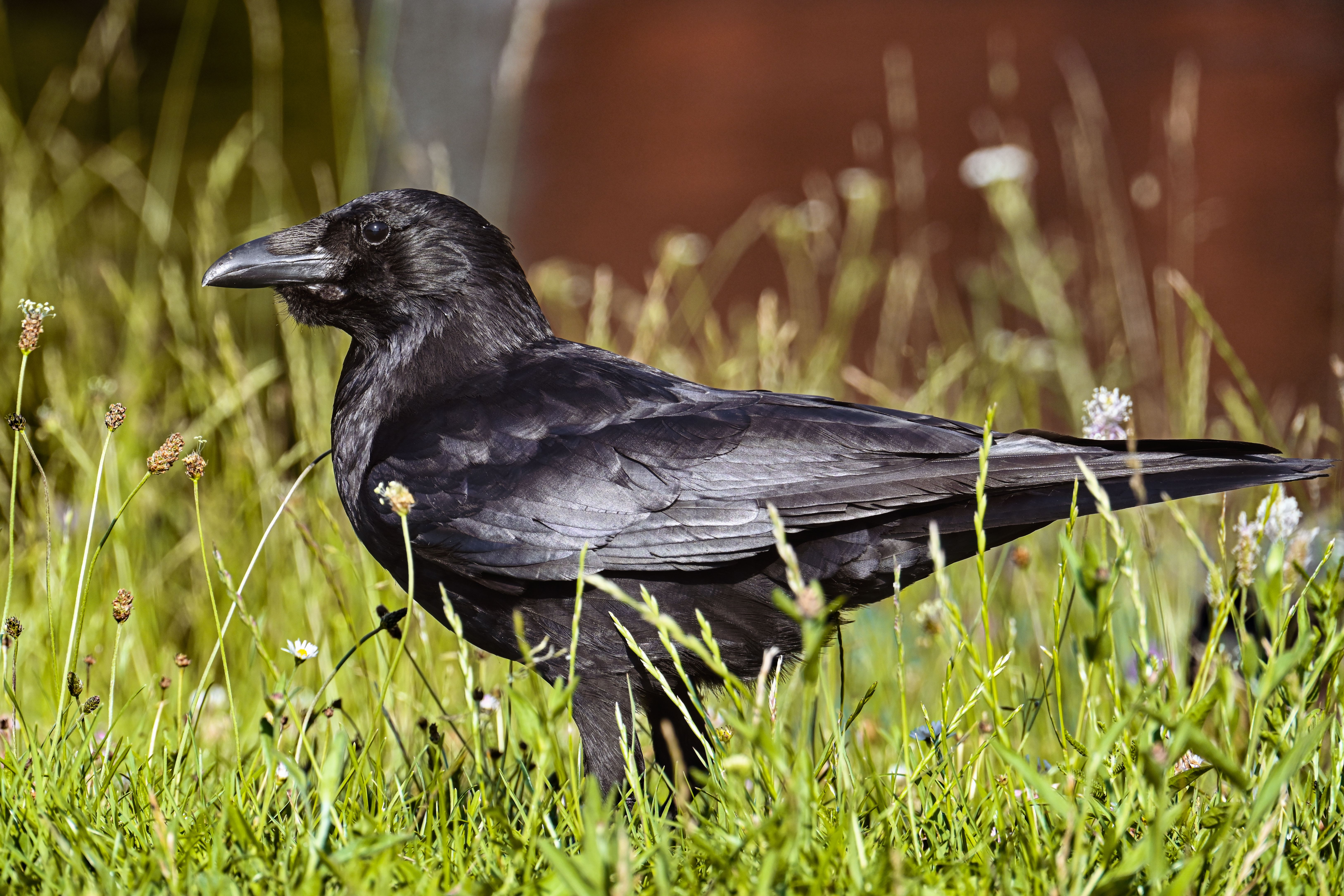 Raven Bird Photos, Download The BEST Free Raven Bird Stock Photos & HD ...