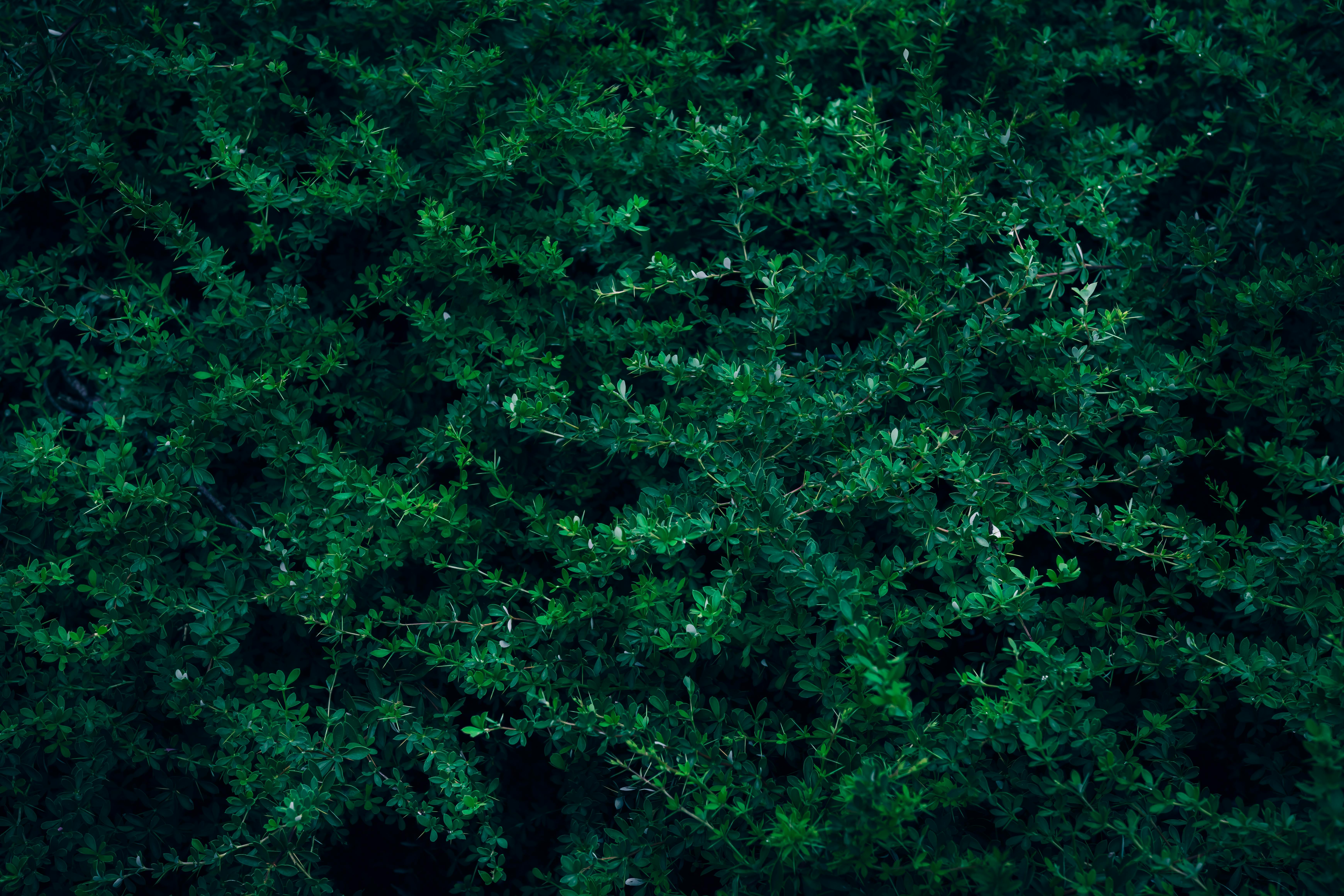 Earthy Wallpaper Photos, Download The BEST Free Earthy Wallpaper Stock ...