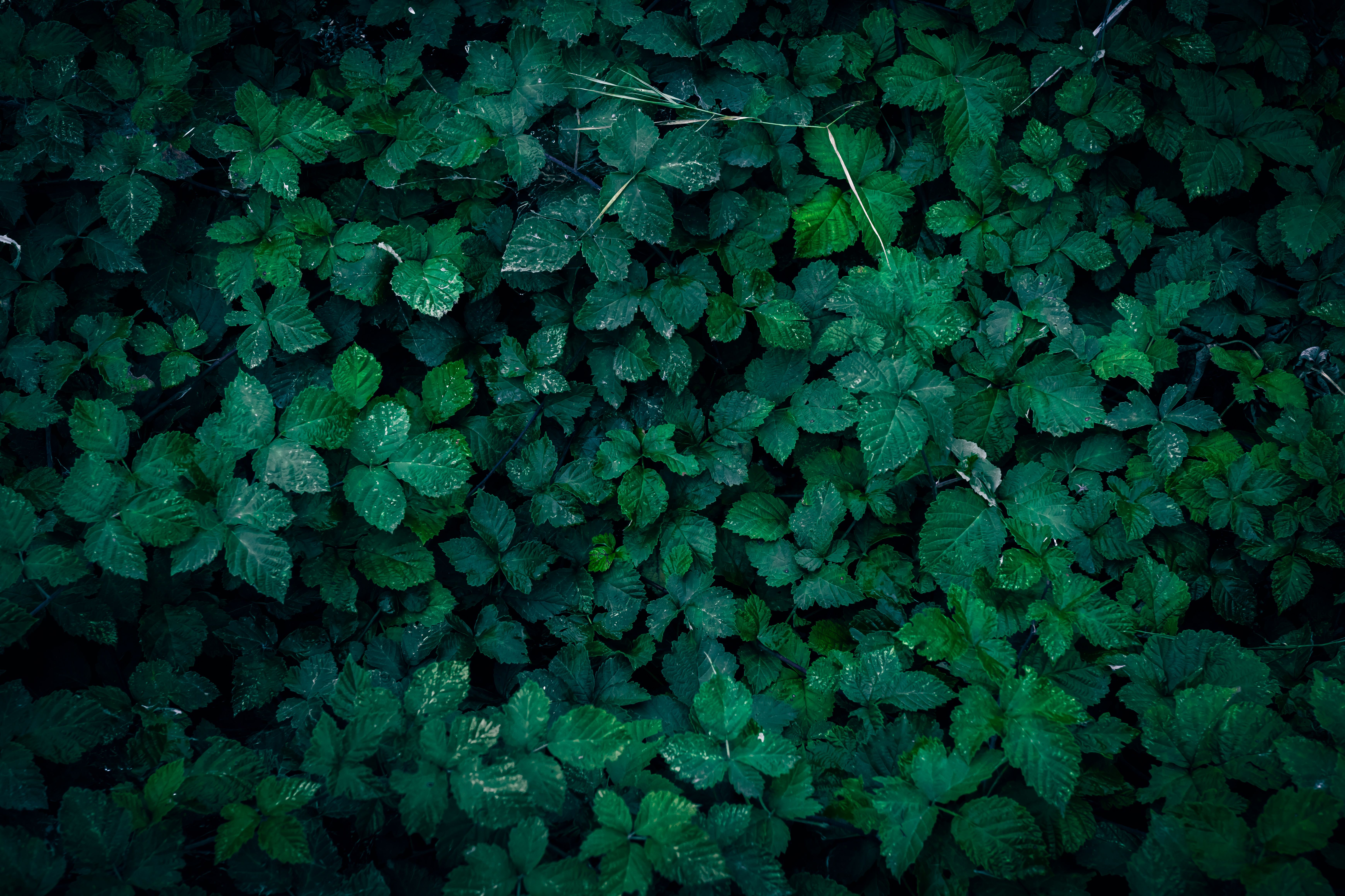 Greenery Background Photos, Download The BEST Free Greenery Background ...