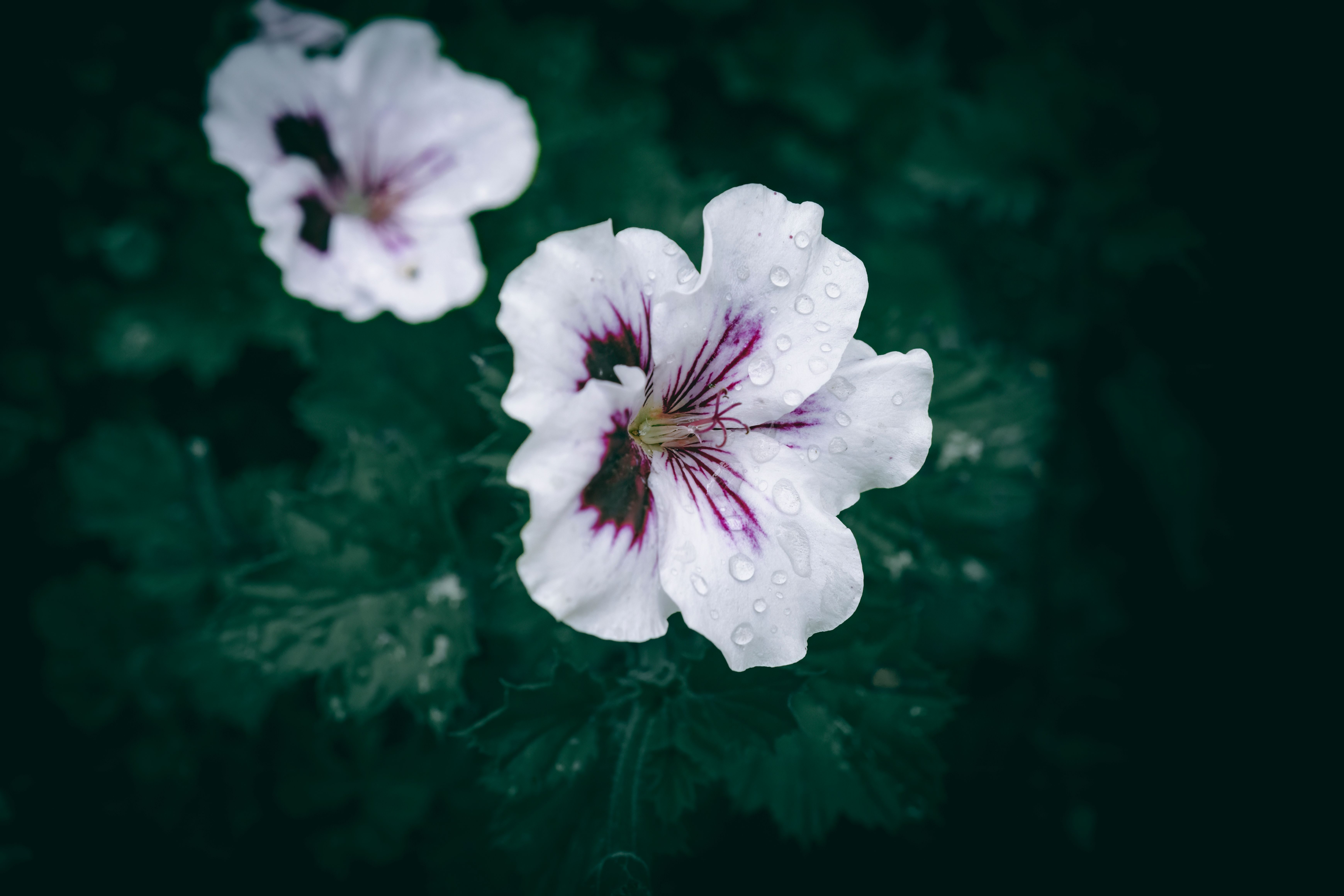 Close-up of a Dew-Kissed White Geranium Flower · Free Stock Photo