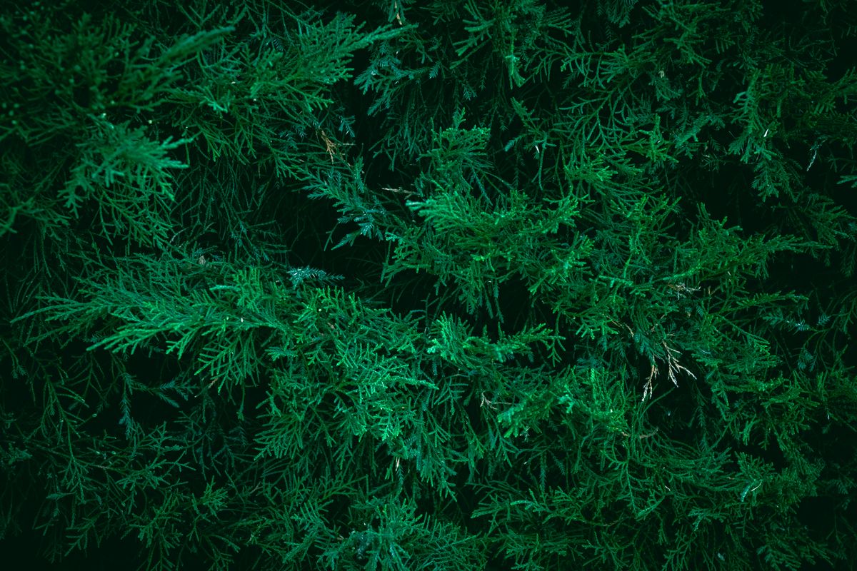 Green Background Menu Photos, Download The BEST Free Green Background ...