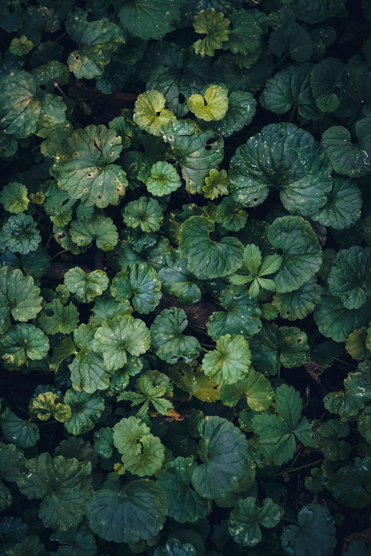 Greenery Background Photos, Download The BEST Free Greenery Background ...