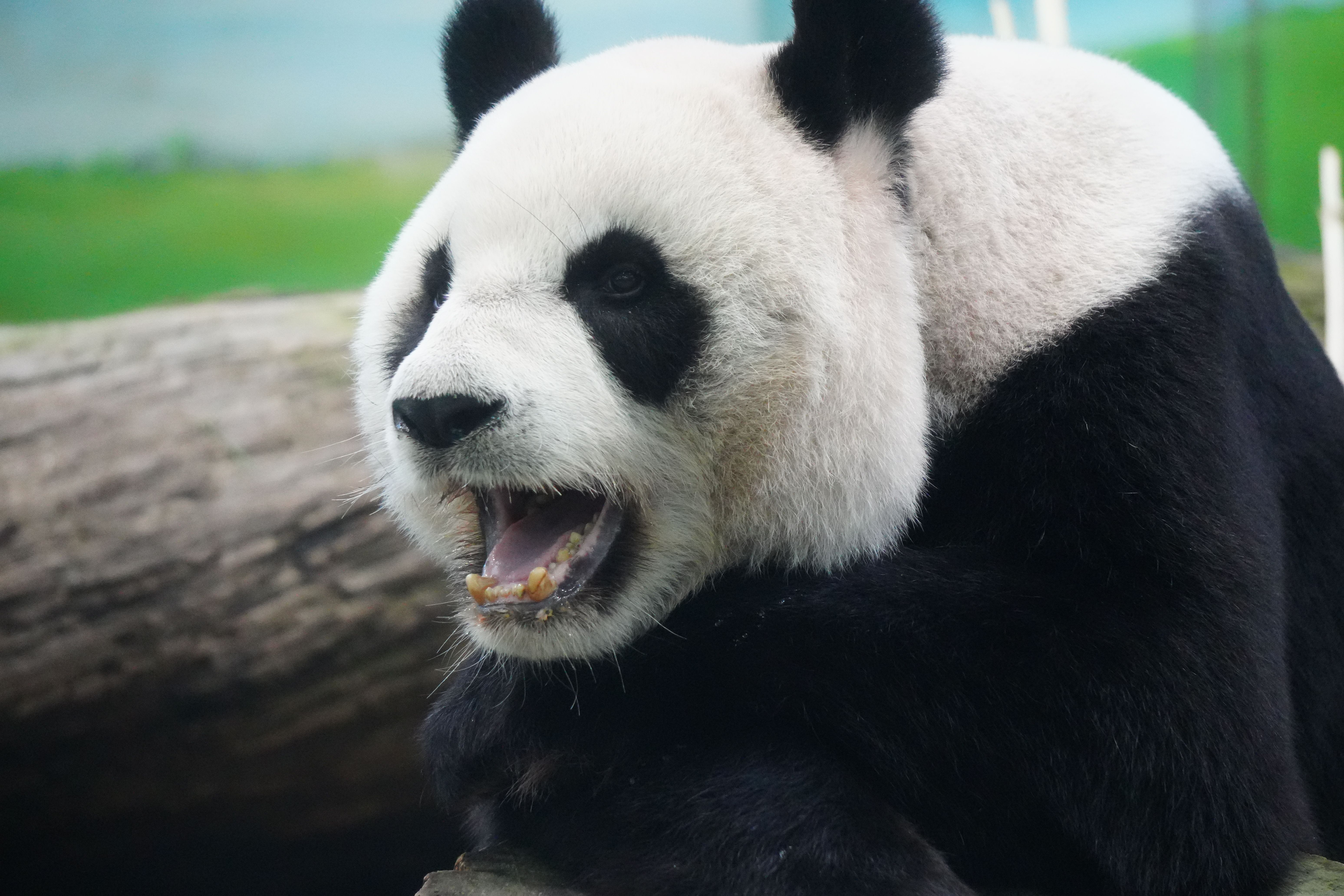 Close-Up of Playful Giant Panda in Nature · Free Stock Photo