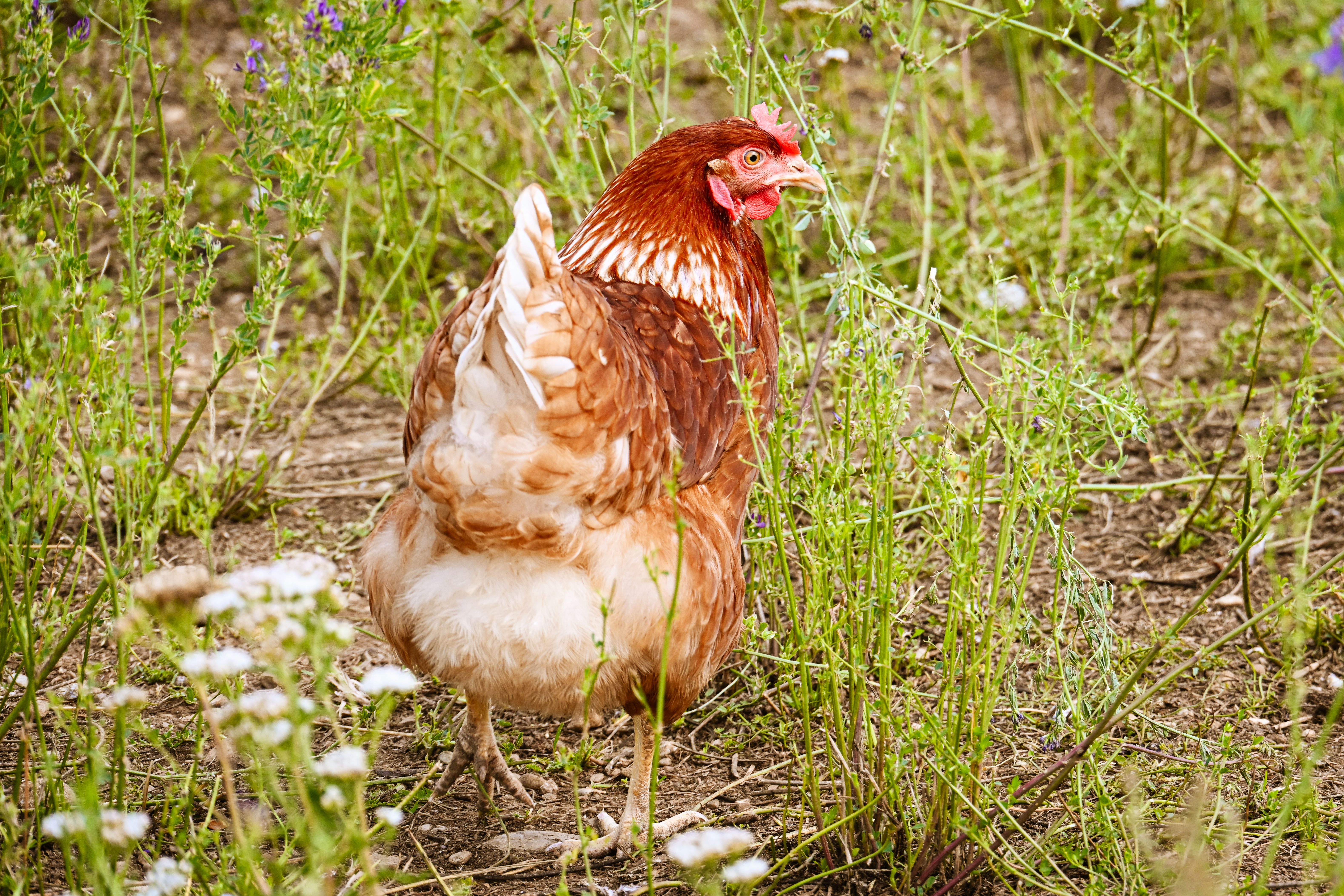 Free-range Hen in Natural Greenery Outdoors · Free Stock Photo